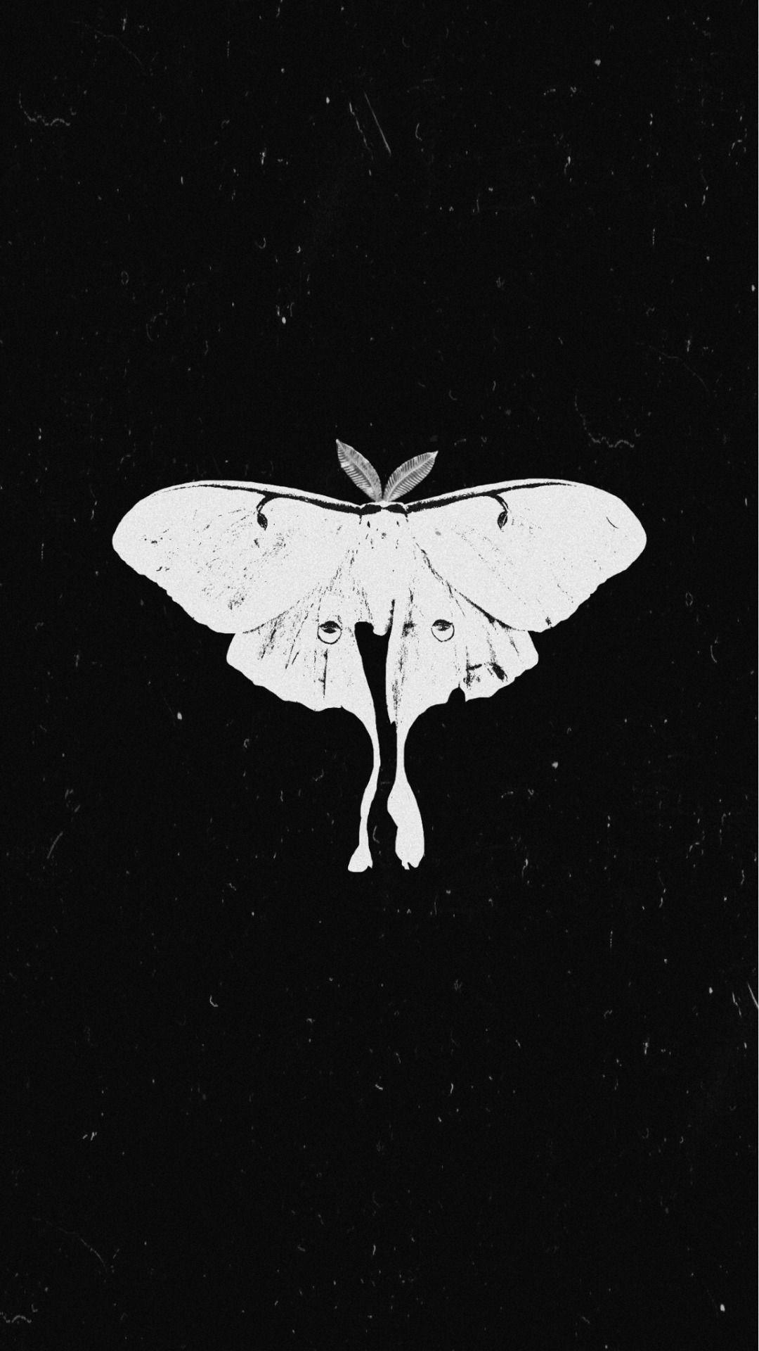 Moth Wallpapers - Top Free Moth Backgrounds - WallpaperAccess