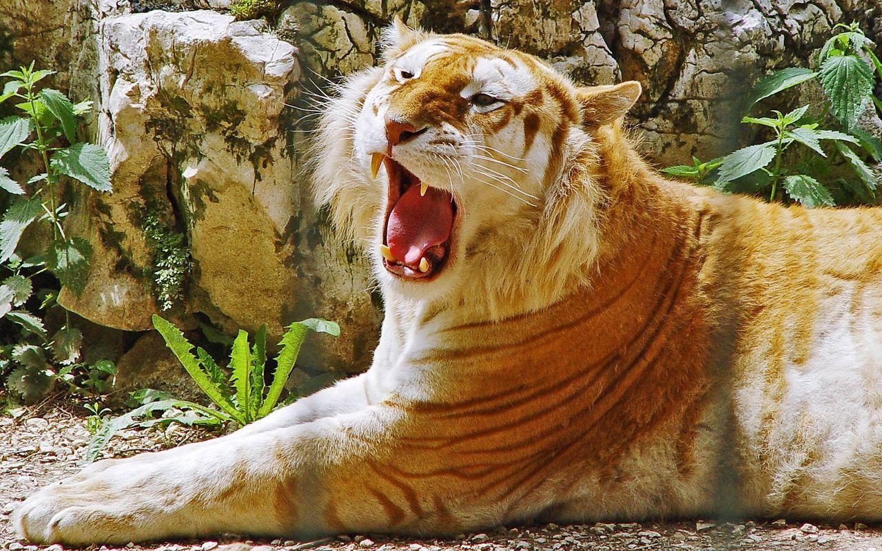 Liger Wallpapers - Top Free Liger Backgrounds - WallpaperAccess