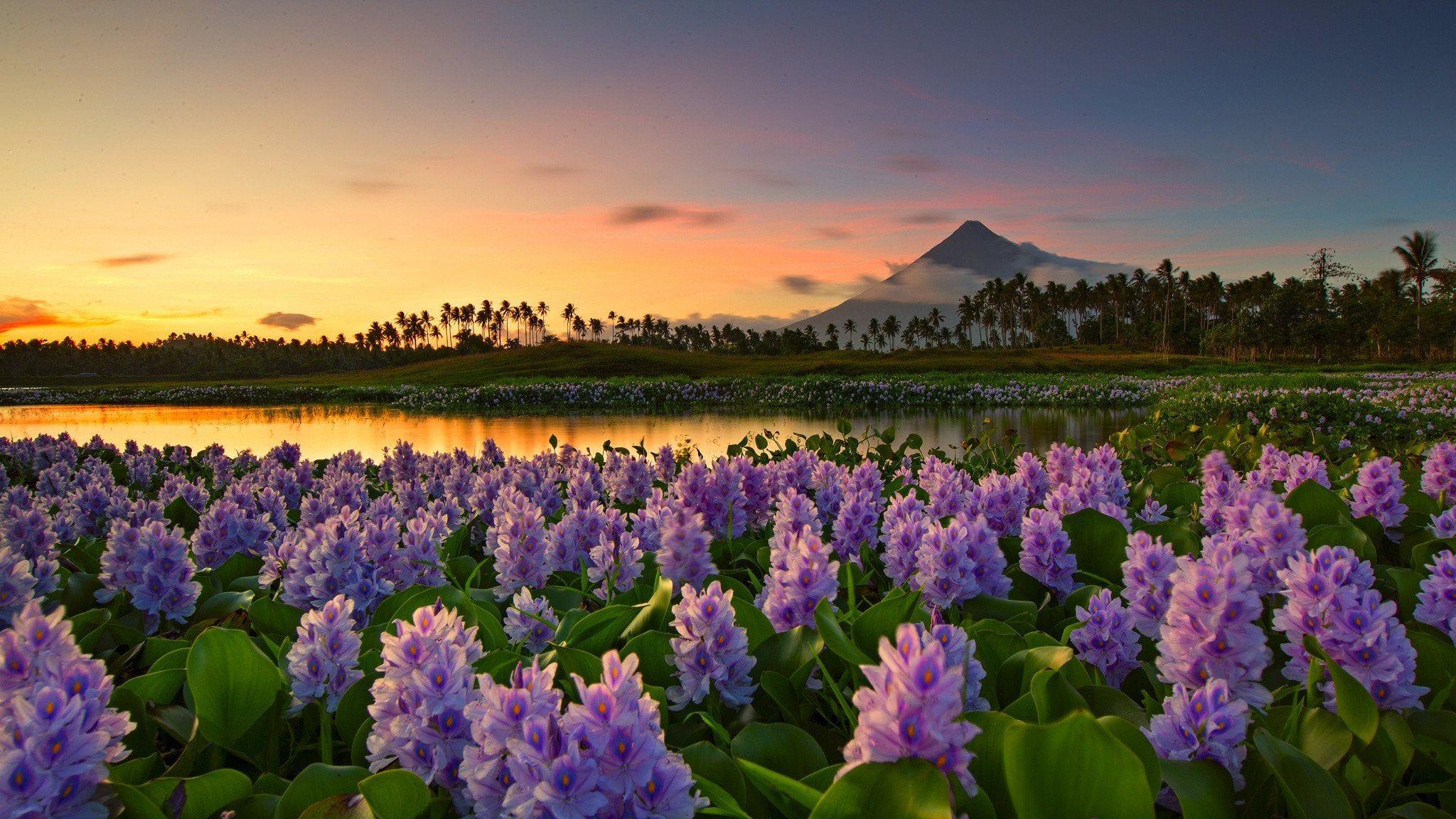 Mayon Volcano Wallpapers - Top Free Mayon Volcano Backgrounds ...