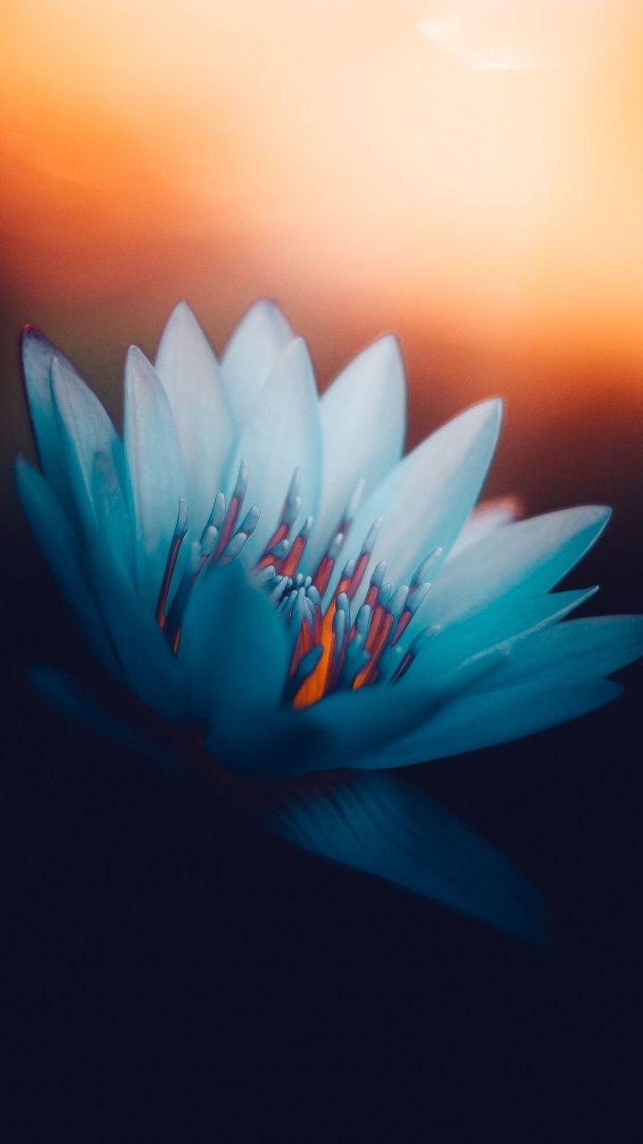 4K Portrait HD Wallpapers - Top Free 4K Portrait HD Backgrounds ...