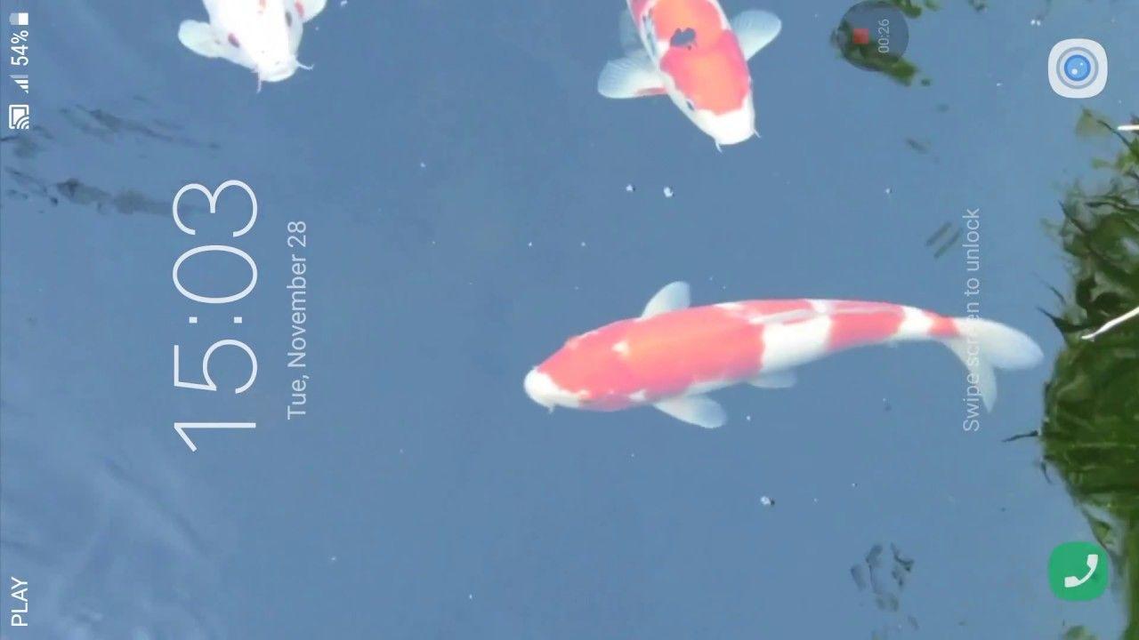 Live Koi Fish 4K Wallpapers - Top Free Live Koi Fish 4K Backgrounds - WallpaperAccess
