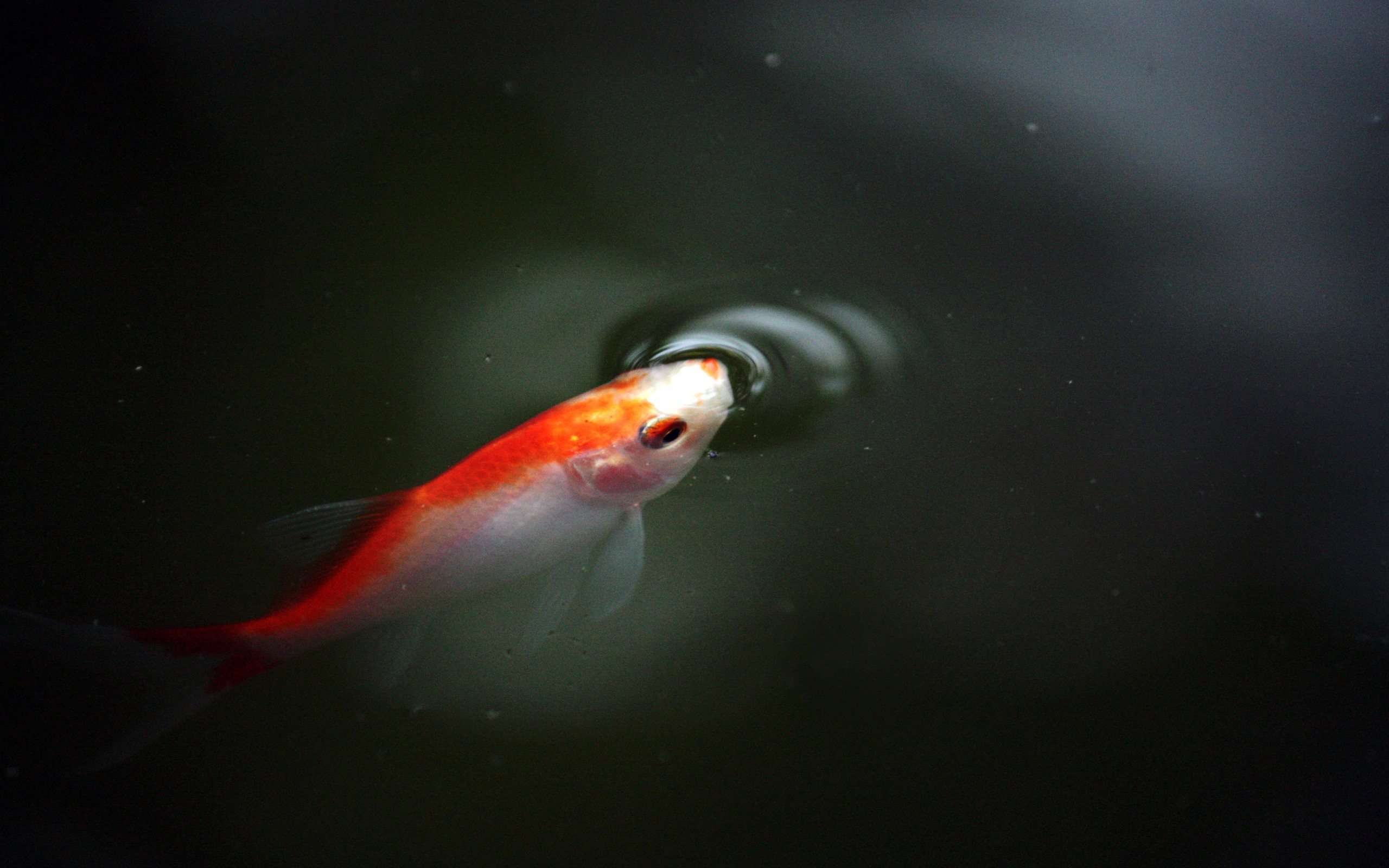 Live Koi Fish 4K Wallpapers - Top Free Live Koi Fish 4K Backgrounds ...