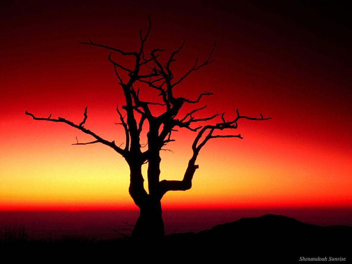 Red and Black Tree Wallpapers - Top Free Red and Black Tree Backgrounds ...