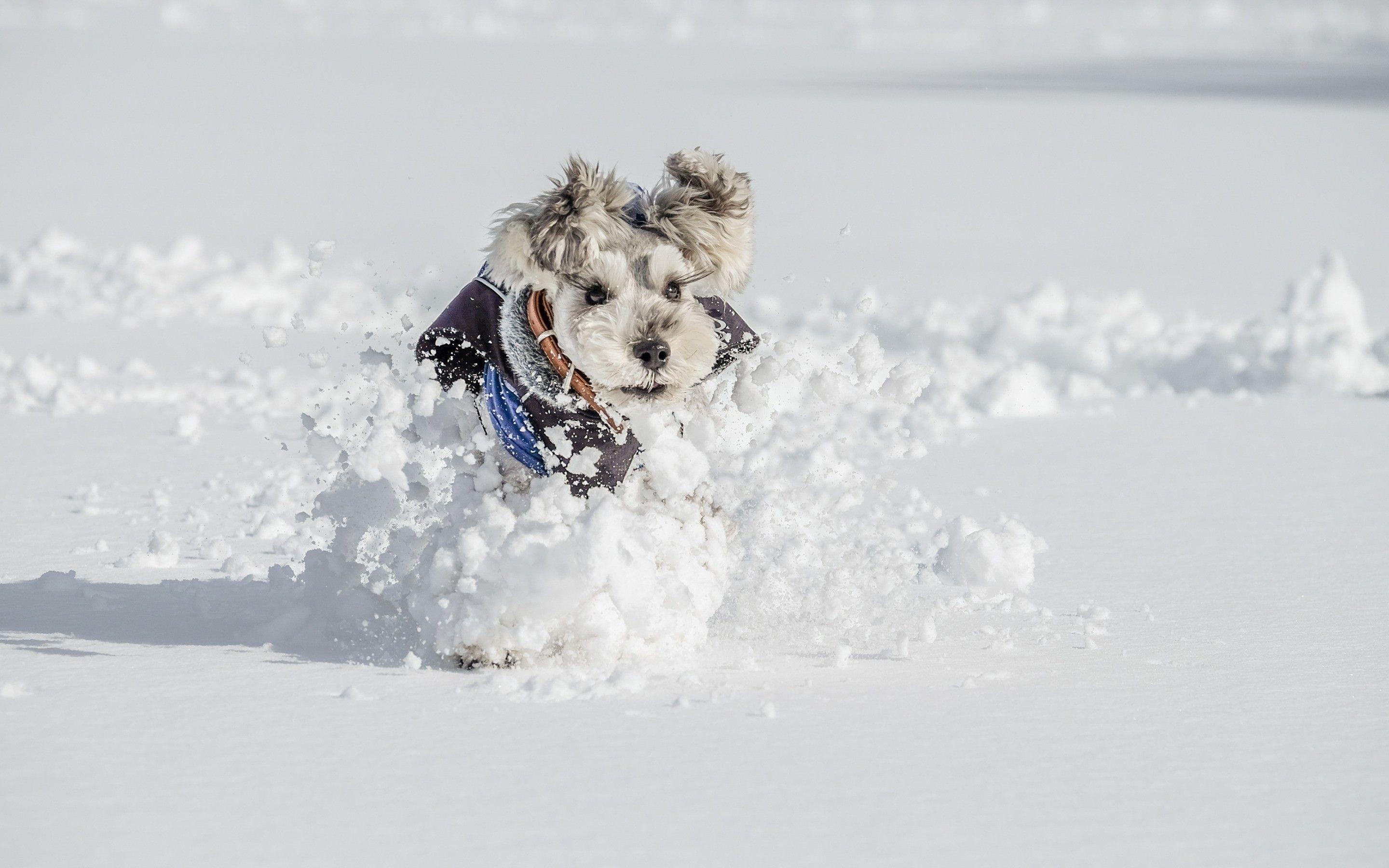 Cute Winter Puppy Wallpapers - Top Free Cute Winter Puppy Backgrounds ...