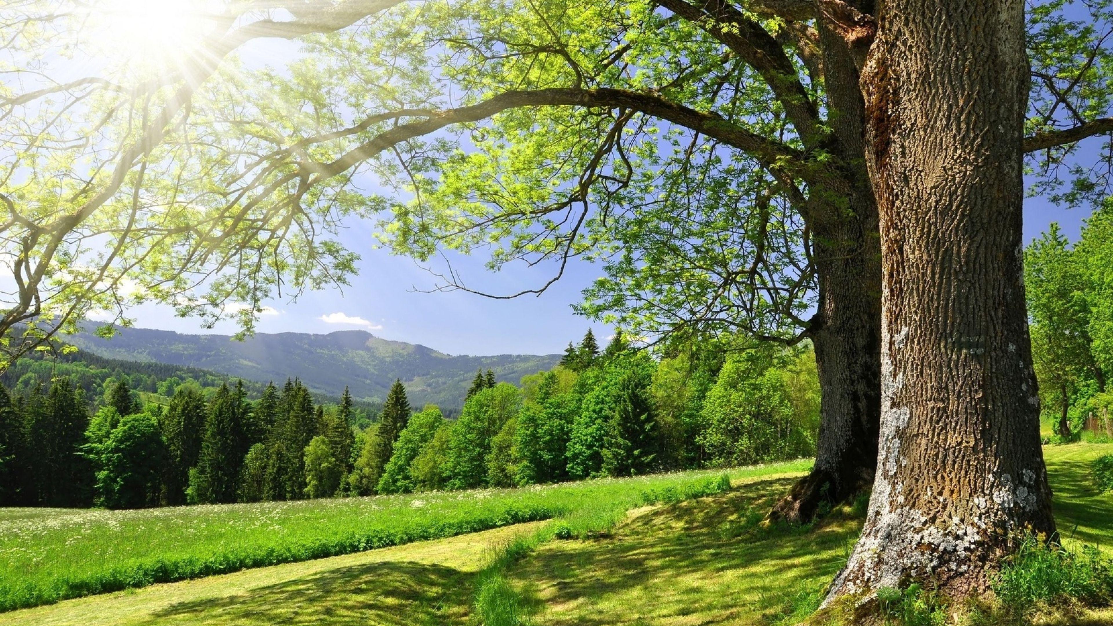 Spring Landscape 4K Wallpapers - Top Free Spring Landscape 4K ...