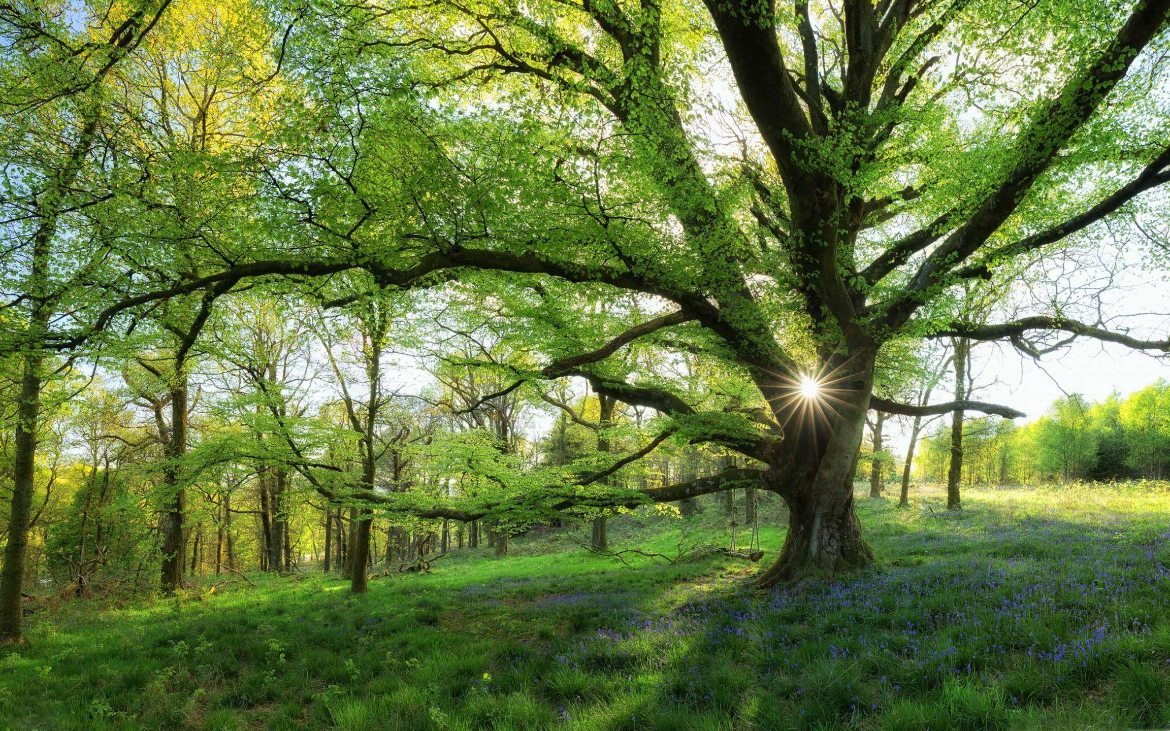 Spring Landscape 4K Wallpapers - Top Free Spring Landscape 4K ...