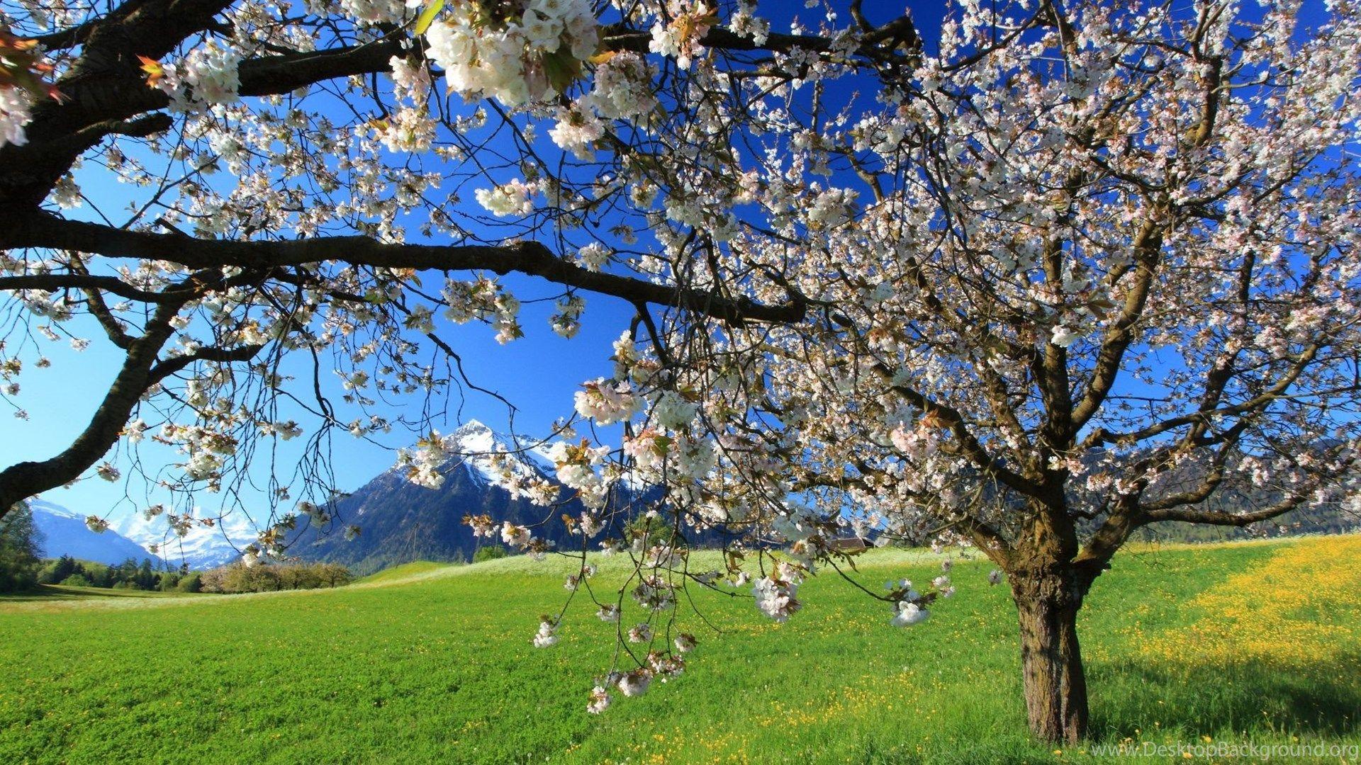 Spring Landscape 4K Wallpapers - Top Free Spring Landscape 4K ...