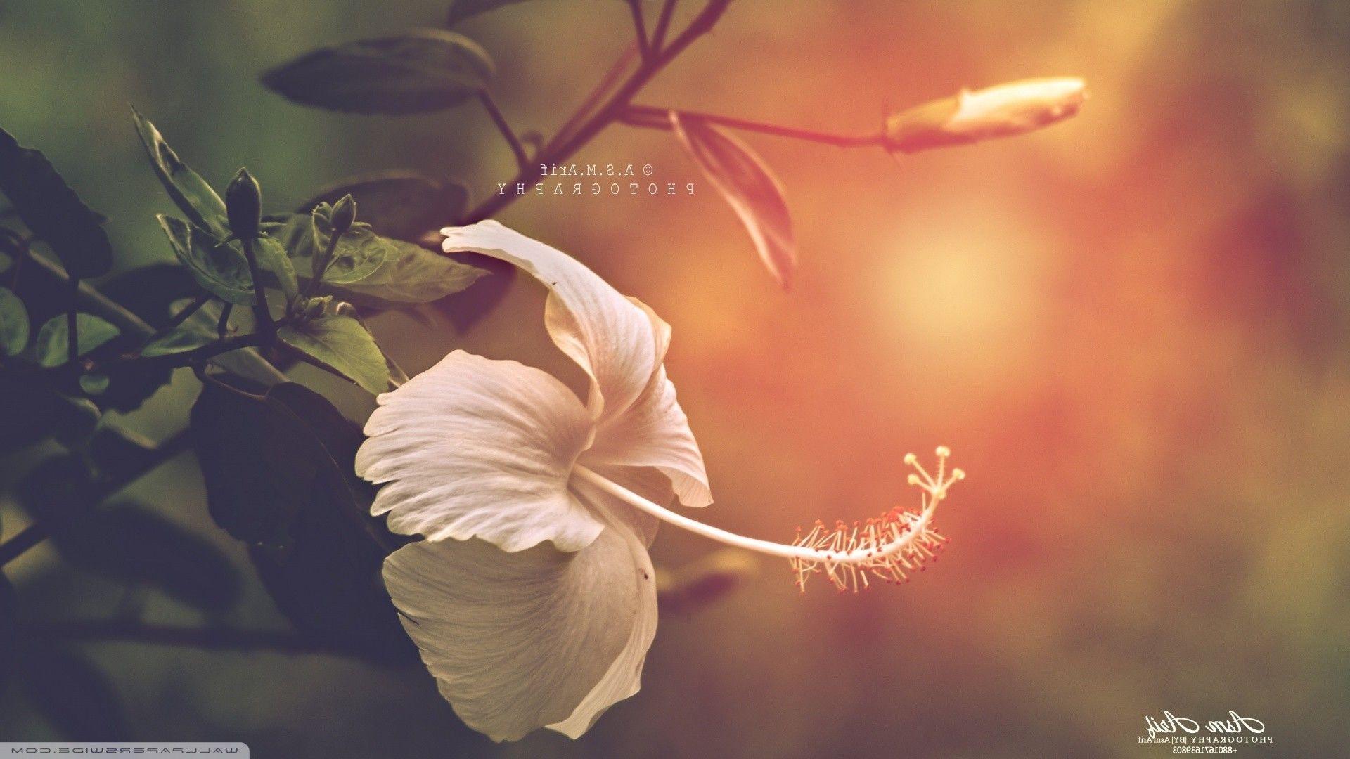 Hibiscus 4K Wallpapers - Top Free Hibiscus 4K Backgrounds - WallpaperAccess