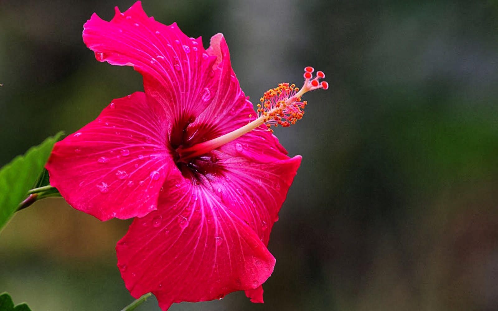 Hawaiian Flower Desktop Wallpapers - Top Free Hawaiian Flower Desktop ...