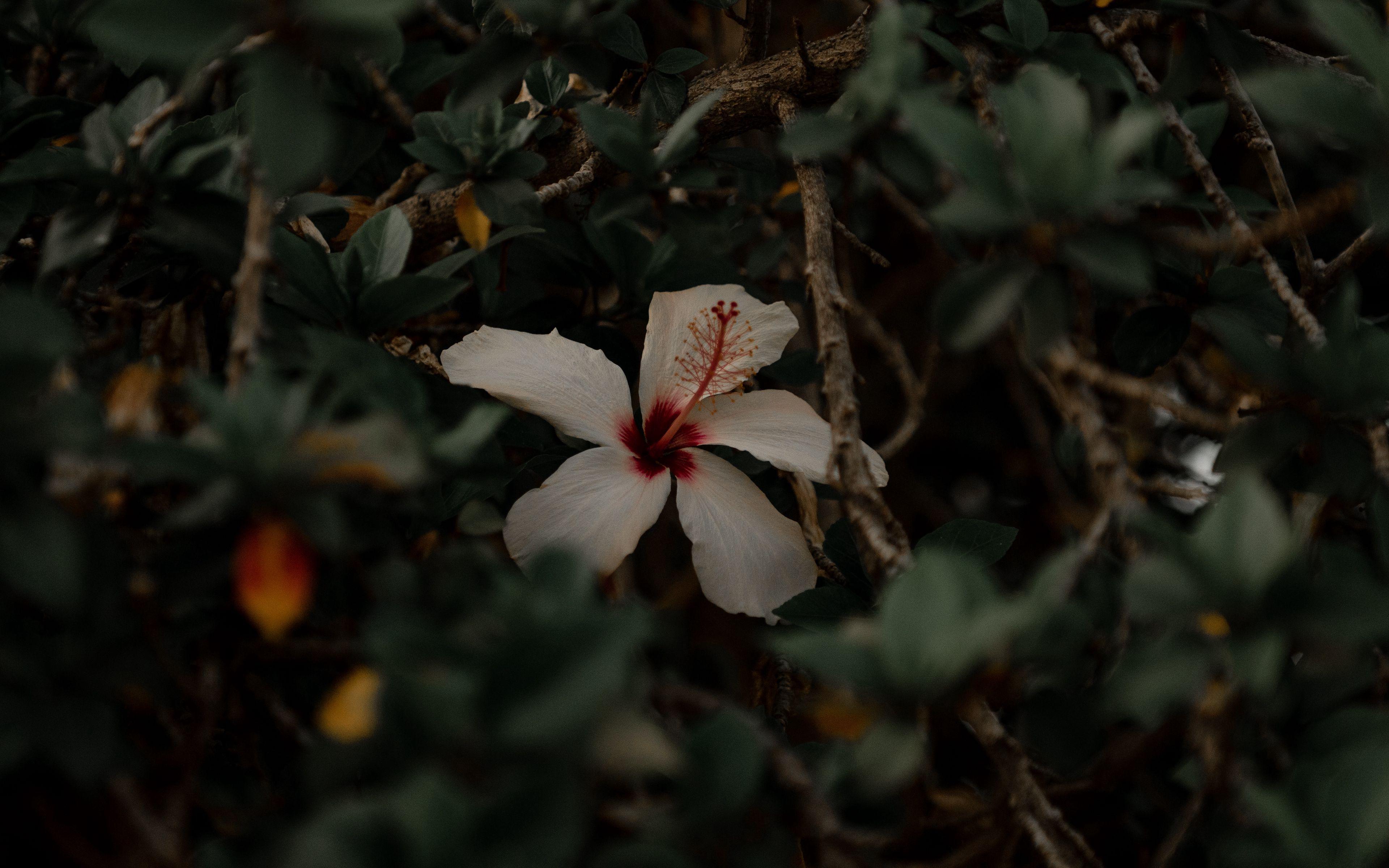 Hibiscus 4K Wallpapers - Top Free Hibiscus 4K Backgrounds - WallpaperAccess