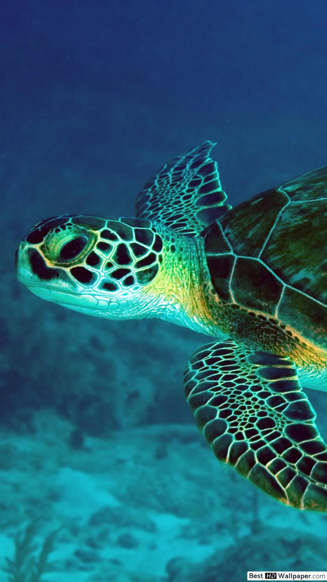 Turtle iPhone HD Wallpapers - Top Free Turtle iPhone HD Backgrounds ...