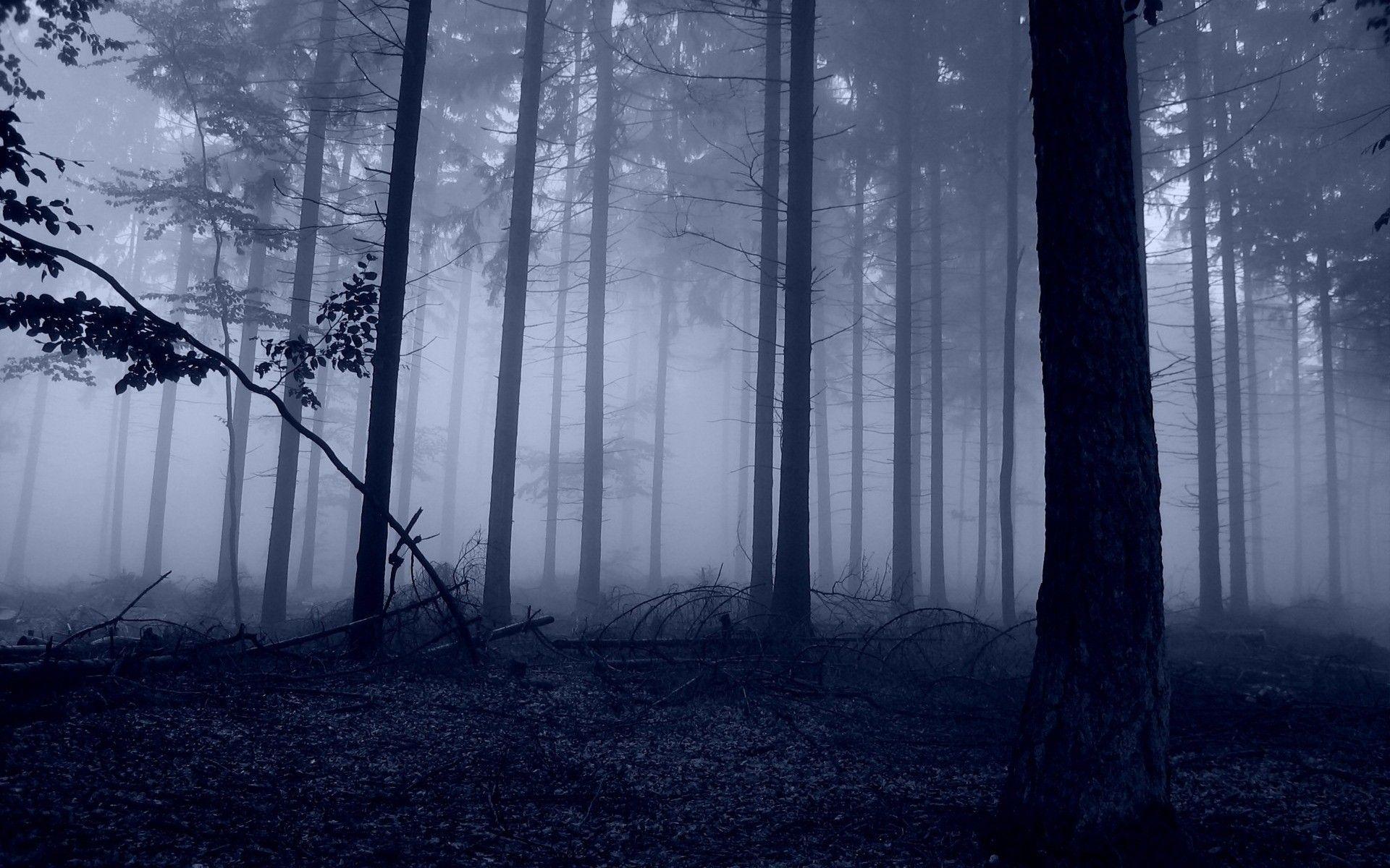 Blue Forest Wallpapers - Top Free Blue Forest Backgrounds - WallpaperAccess
