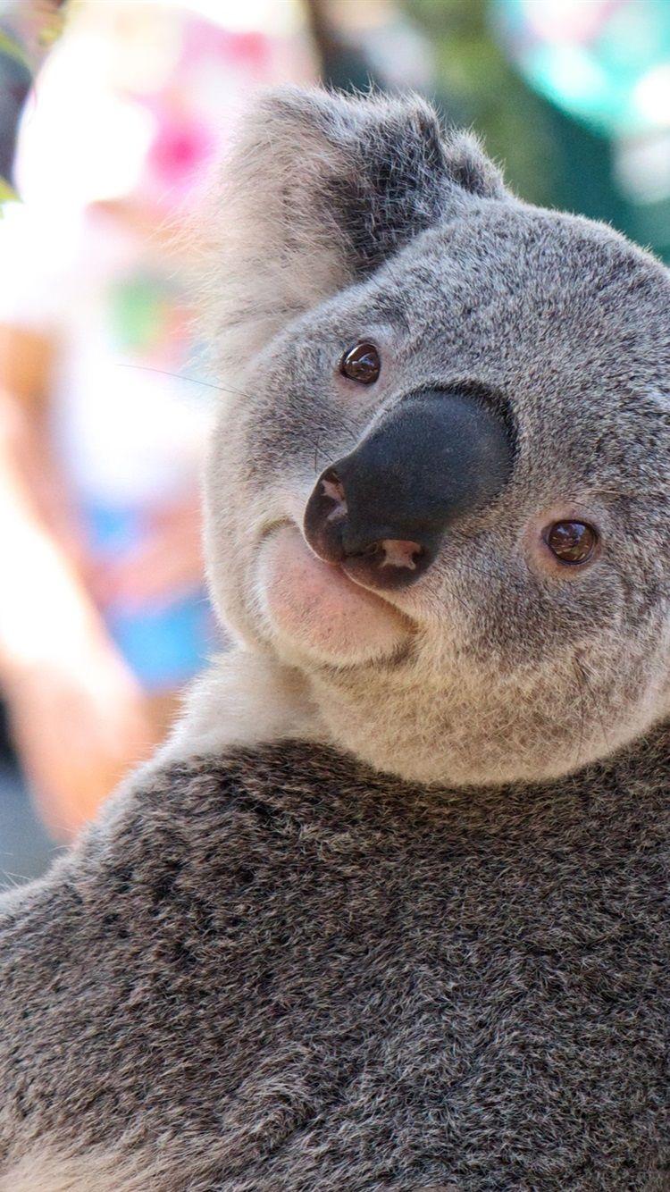 Koala iPhone Wallpapers - Top Free Koala iPhone Backgrounds ...