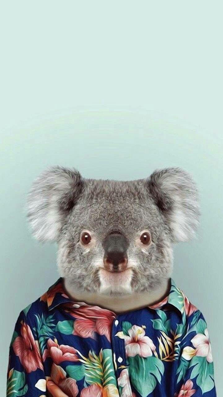 Koala iPhone Wallpapers - Top Free Koala iPhone Backgrounds ...