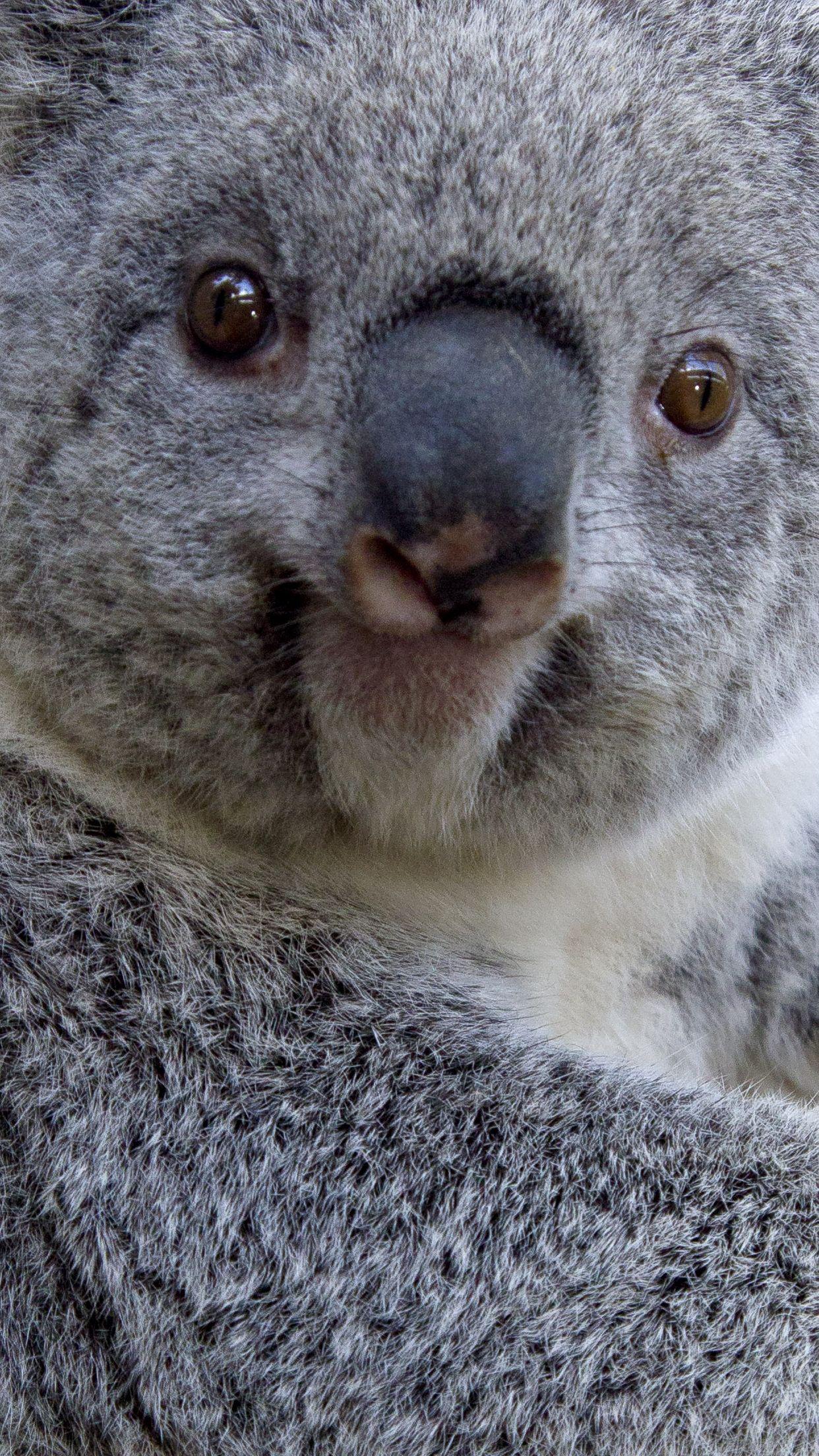 Koala iPhone Wallpapers - Top Free Koala iPhone Backgrounds ...
