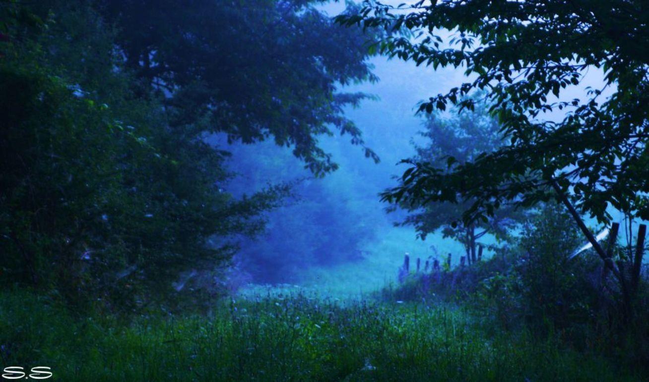 Blue Forest Wallpapers - Top Free Blue Forest Backgrounds - WallpaperAccess