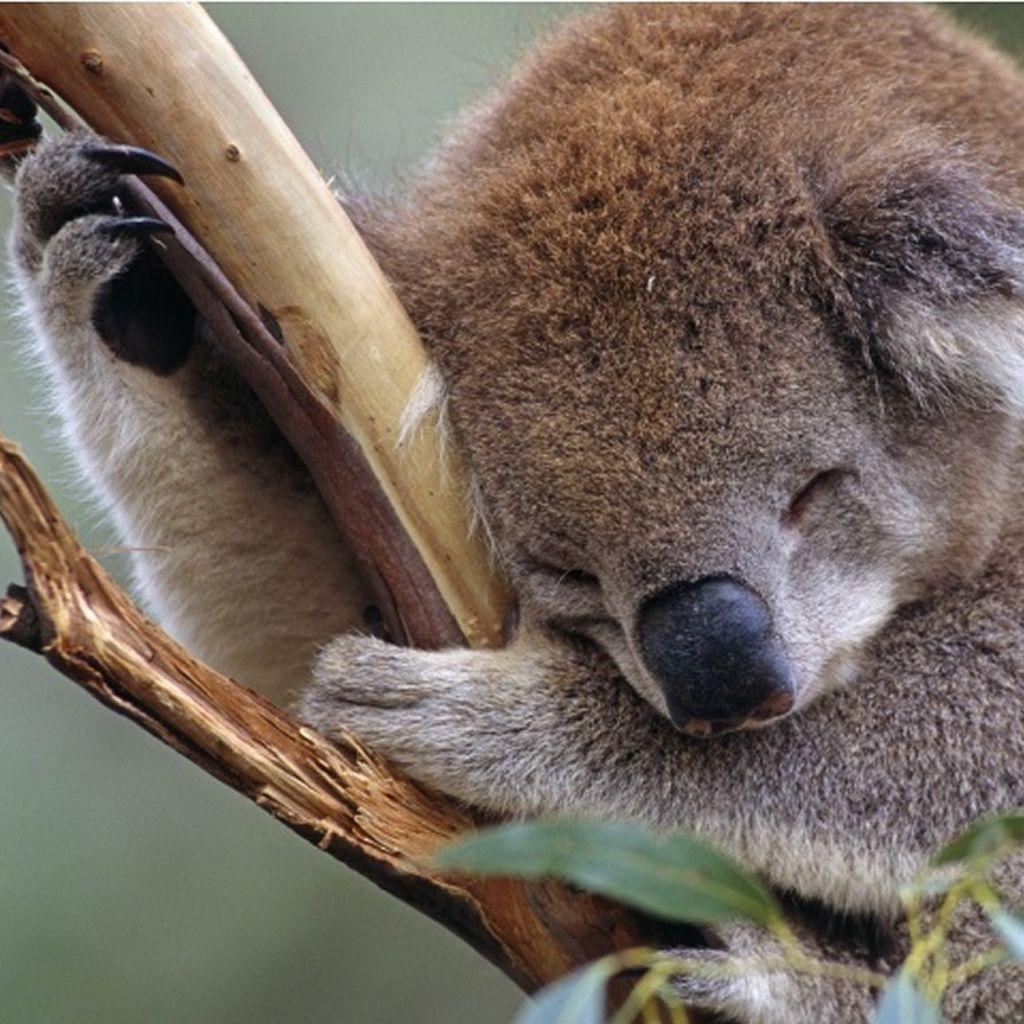 Koala iPhone Wallpapers - Top Free Koala iPhone Backgrounds ...