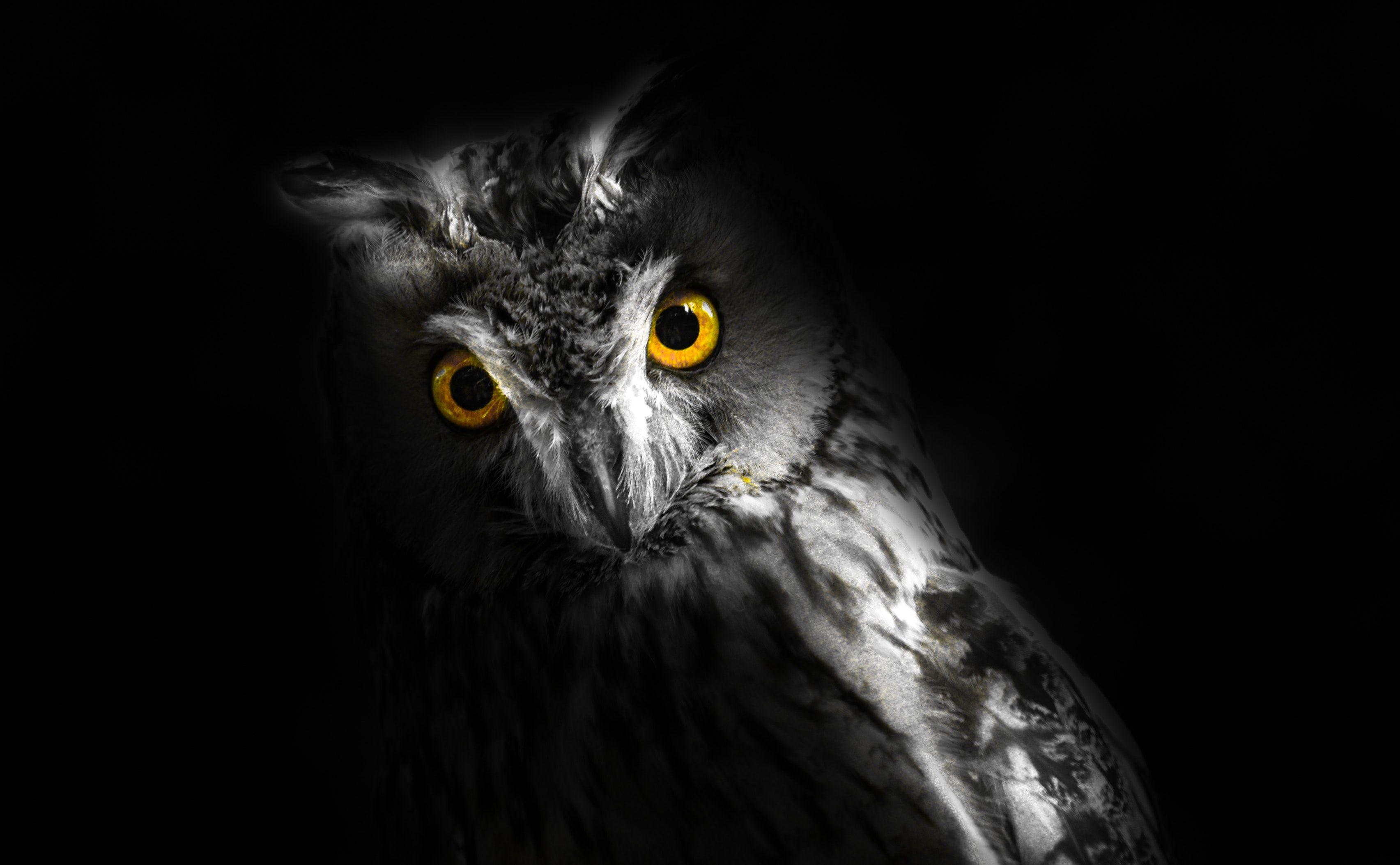 Owl Laptop Wallpapers - Top Free Owl Laptop Backgrounds - WallpaperAccess