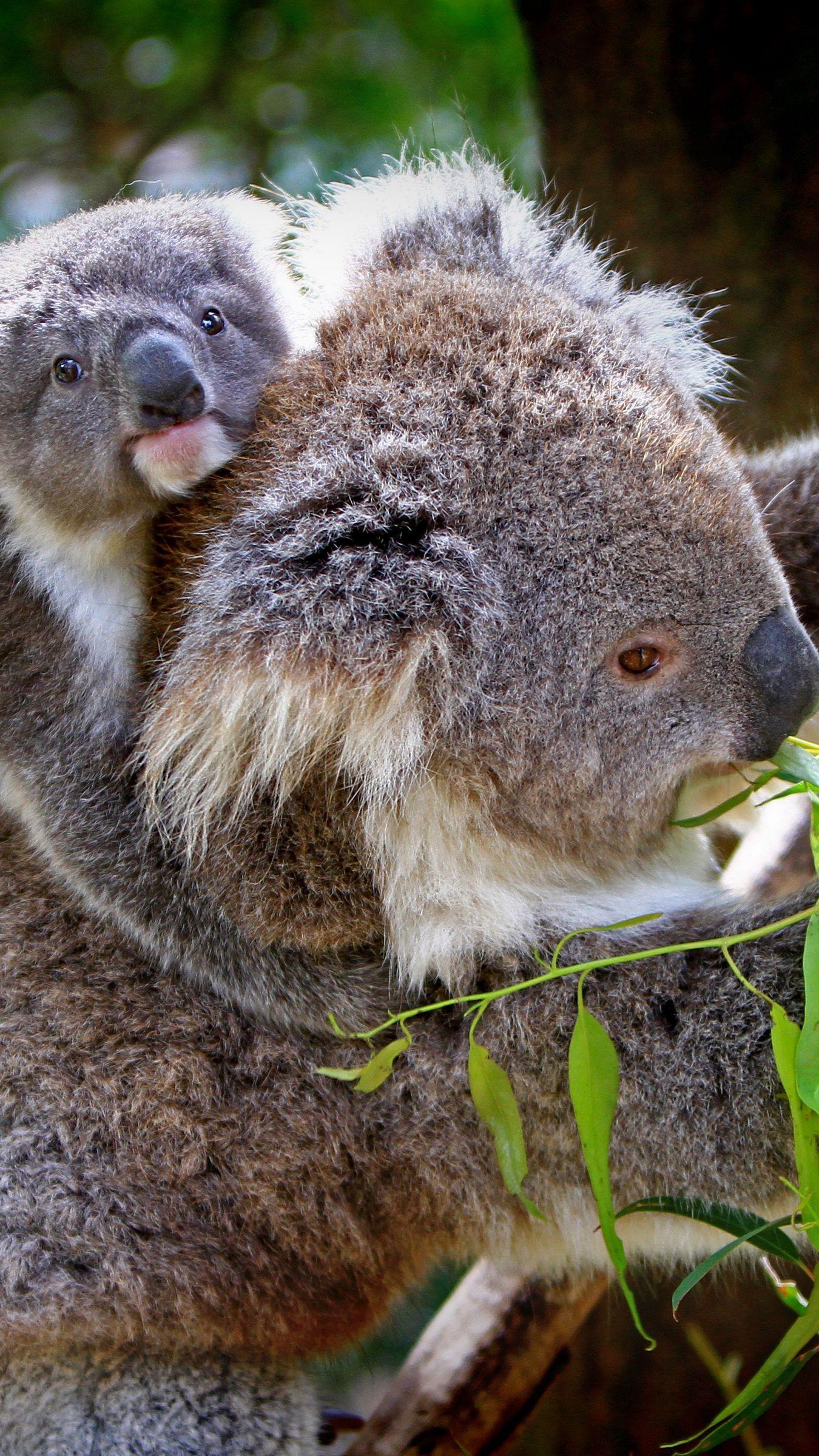 Koala iPhone Wallpapers - Top Free Koala iPhone Backgrounds ...