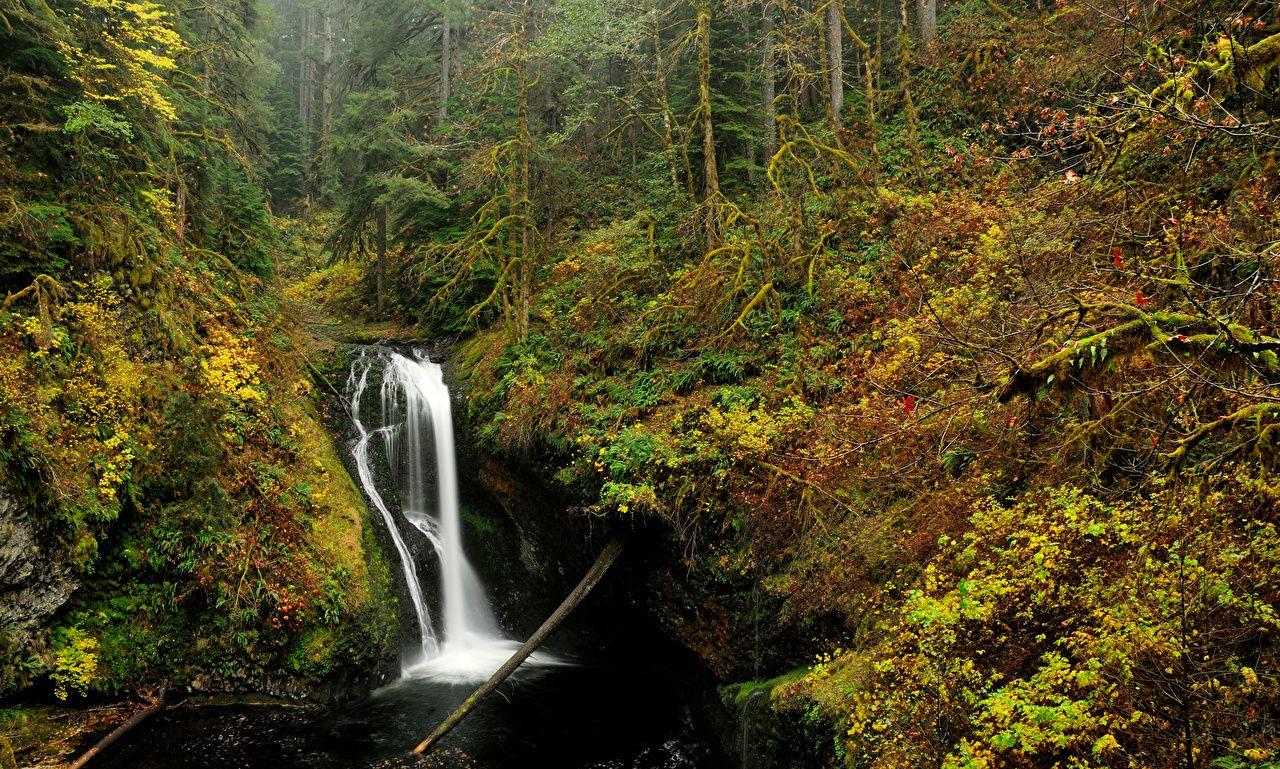 Oregon Forest Wallpapers - Top Free Oregon Forest Backgrounds ...