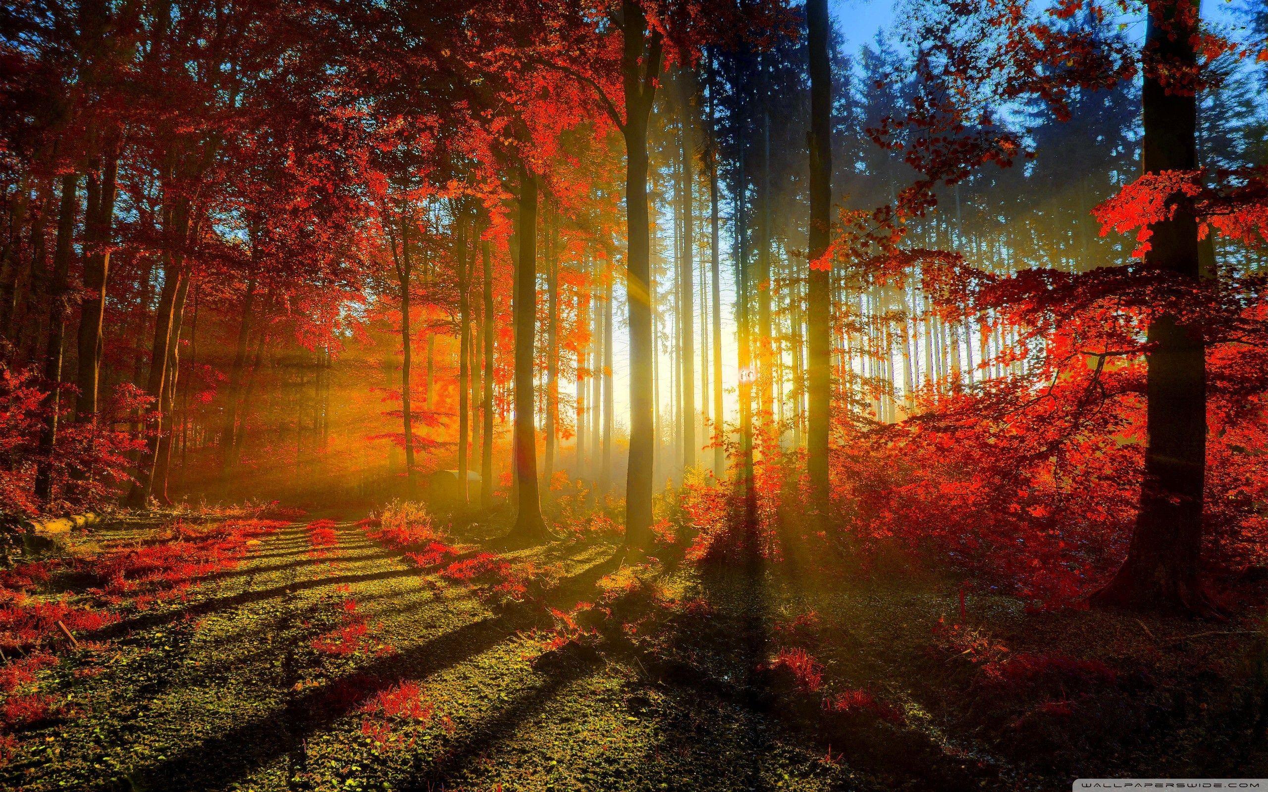 Oregon Forest Wallpapers - Top Free Oregon Forest Backgrounds ...