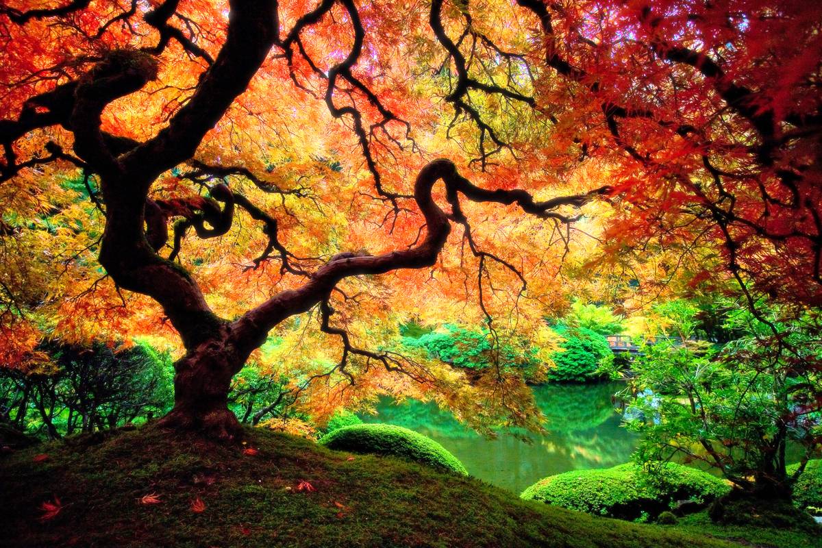 Colorful Forest Wallpapers - Top Free Colorful Forest Backgrounds ...
