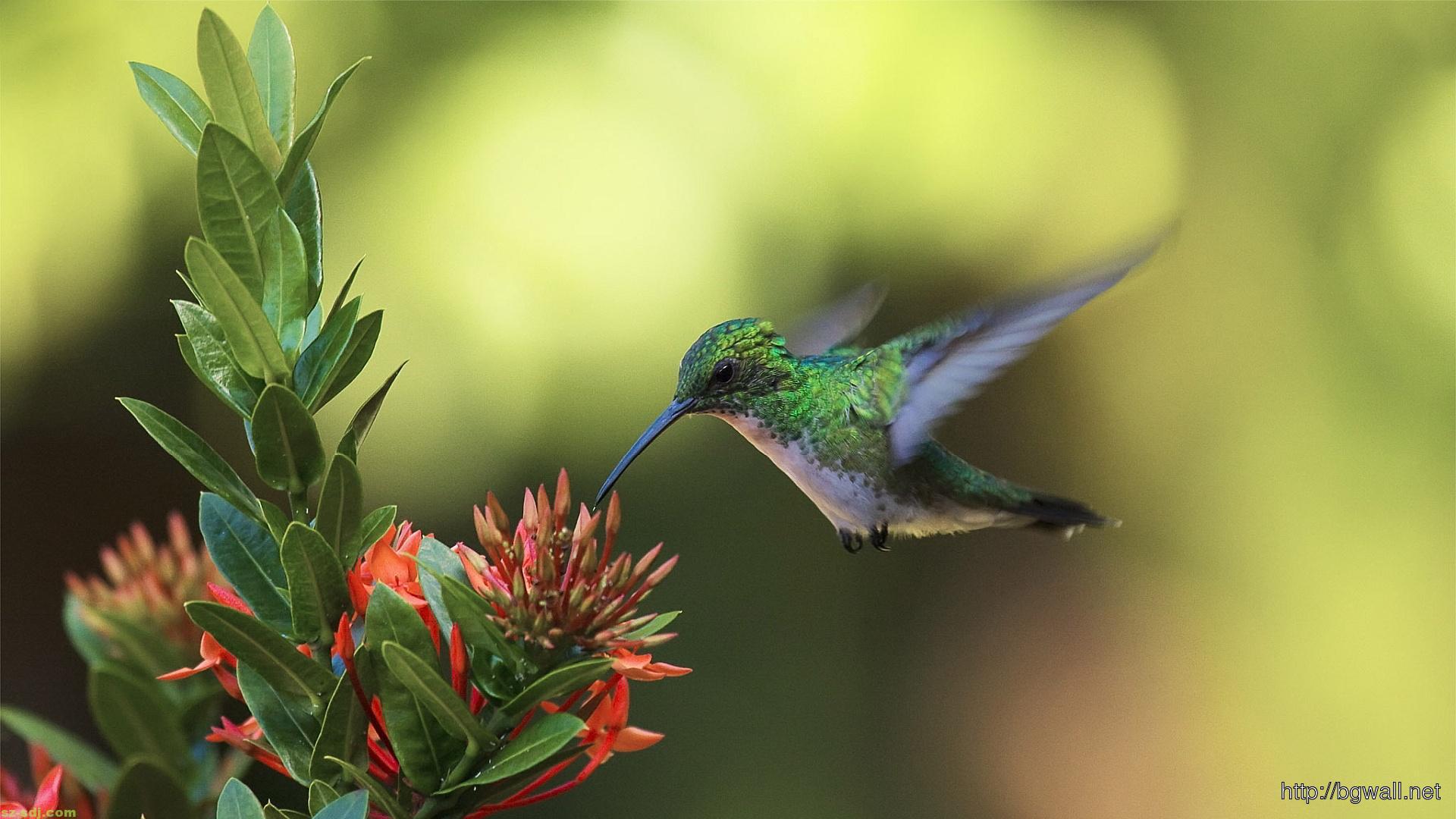 Colibri Wallpapers - Top Free Colibri Backgrounds - WallpaperAccess