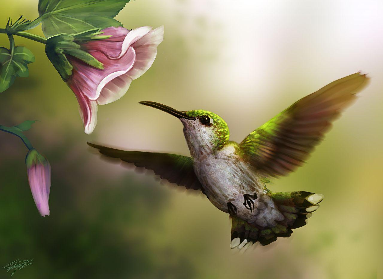 Colibri Wallpapers - Top Free Colibri Backgrounds - WallpaperAccess