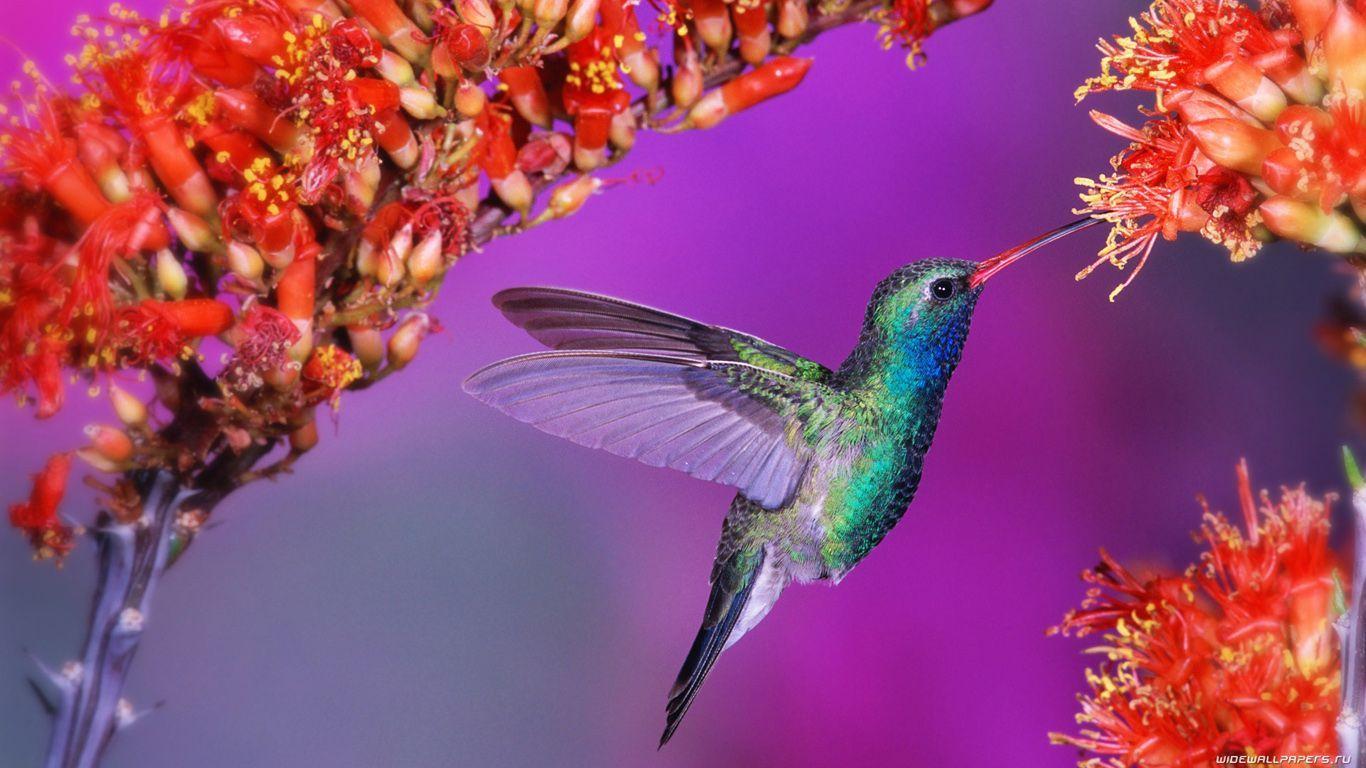 Colibri Wallpapers - Top Free Colibri Backgrounds - WallpaperAccess