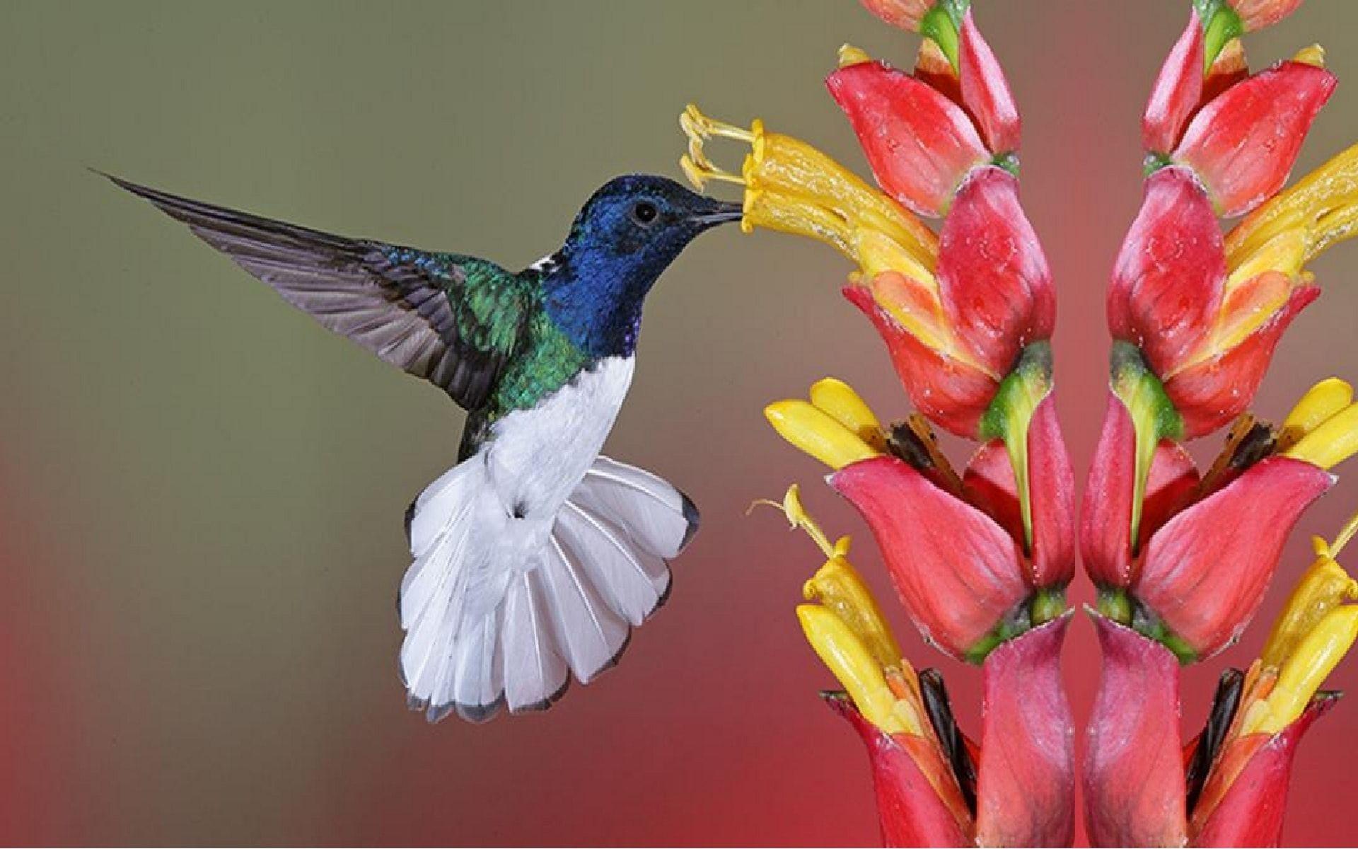 Colibri Wallpapers - Top Free Colibri Backgrounds - WallpaperAccess