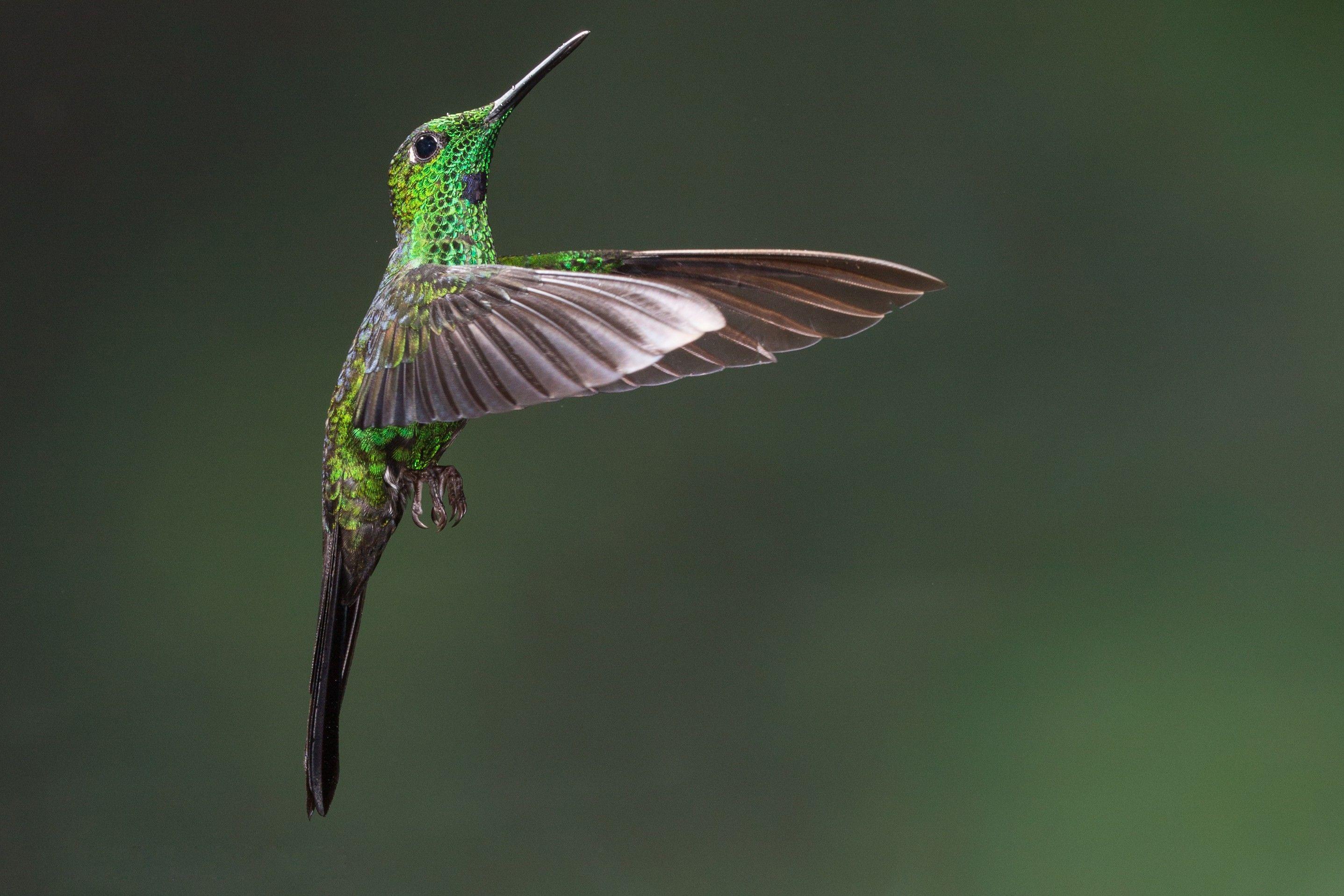 Colibri Wallpapers - Top Free Colibri Backgrounds - WallpaperAccess