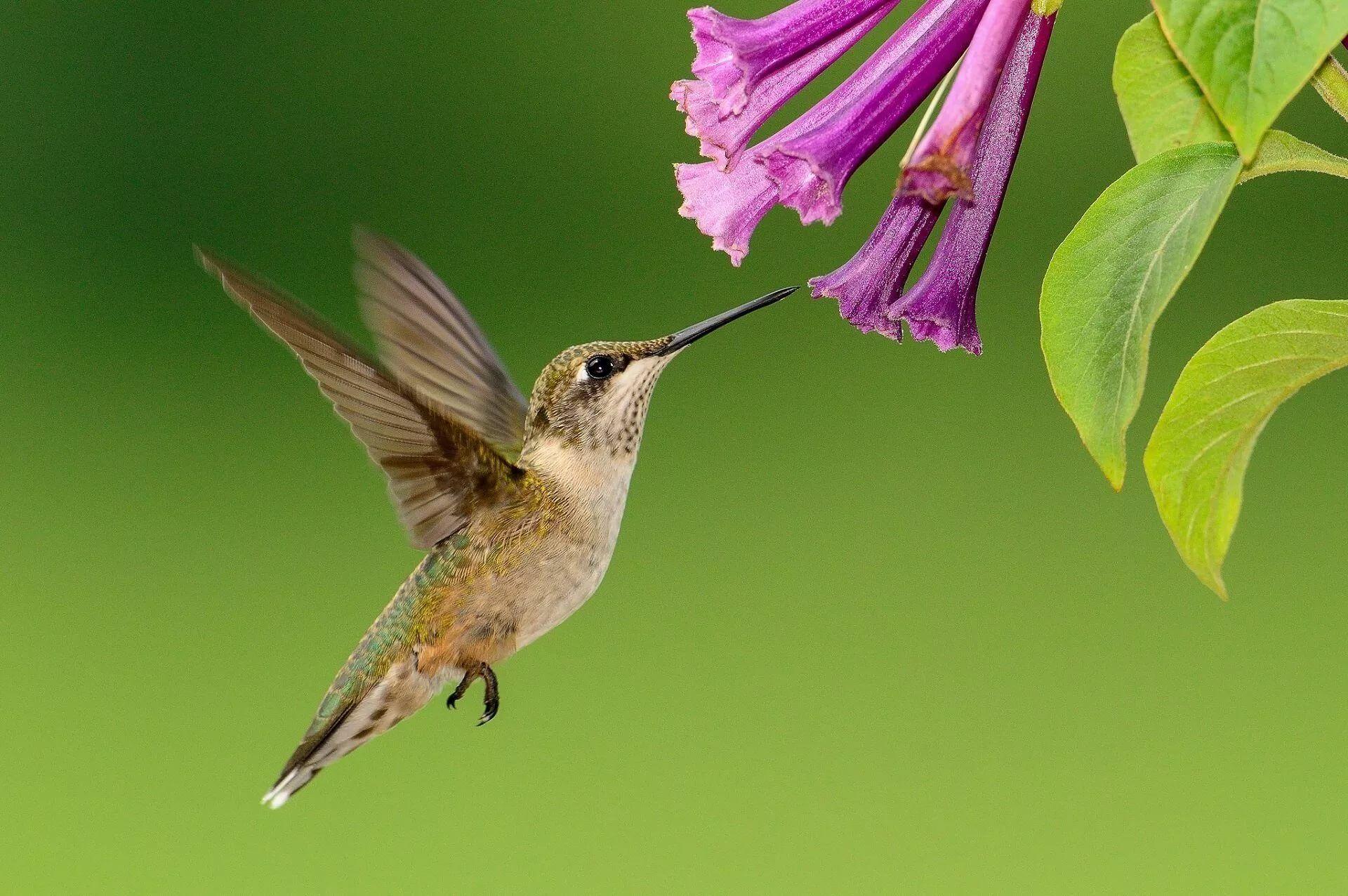 Colibri Wallpapers - Top Free Colibri Backgrounds - WallpaperAccess