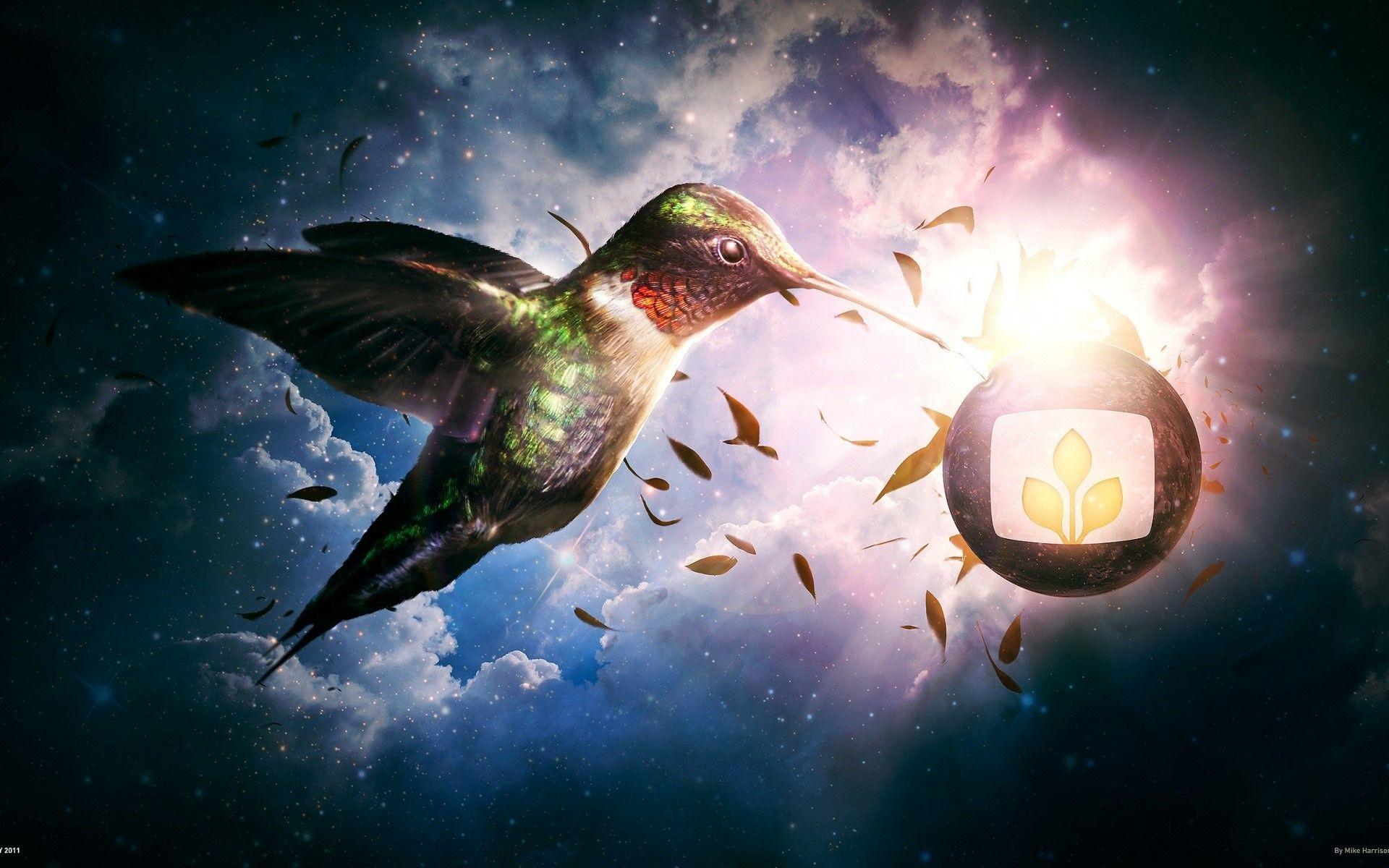 Colibri Wallpapers - Top Free Colibri Backgrounds - WallpaperAccess