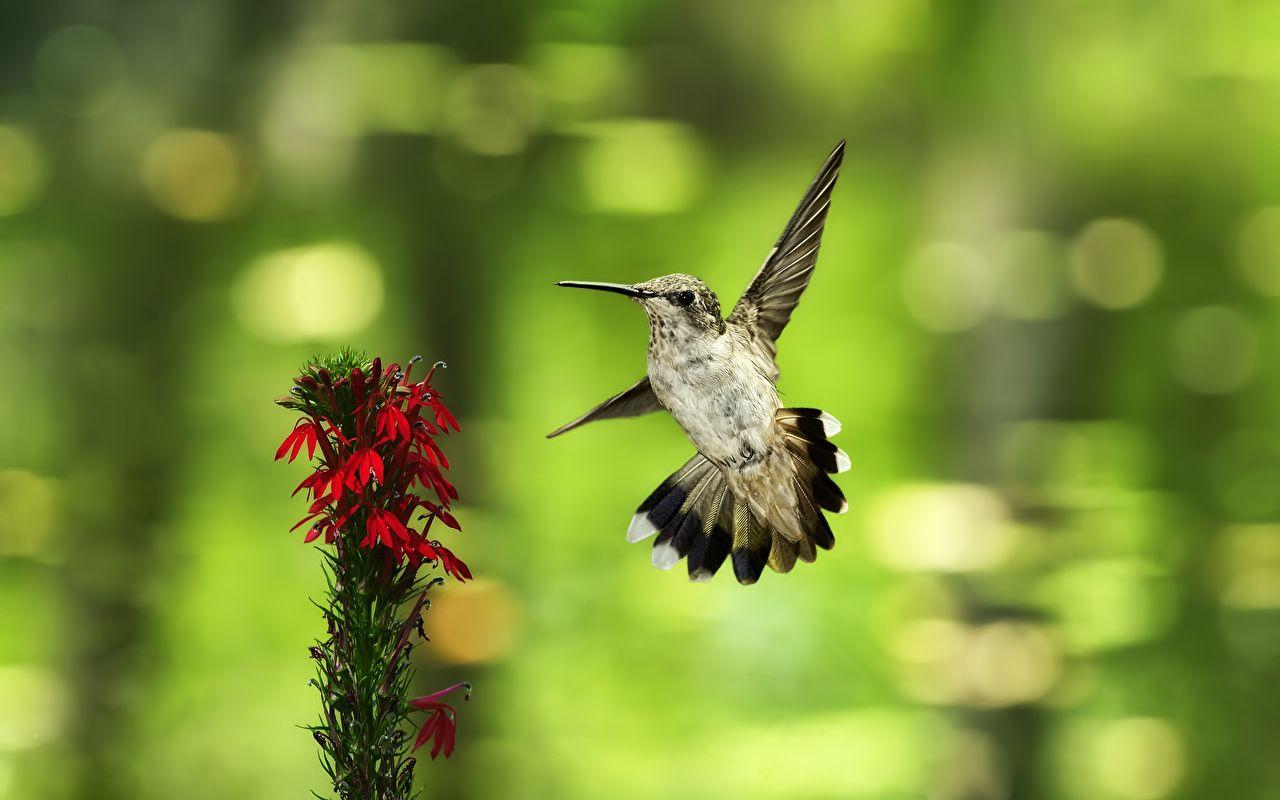 Colibri Wallpapers - Top Free Colibri Backgrounds - WallpaperAccess
