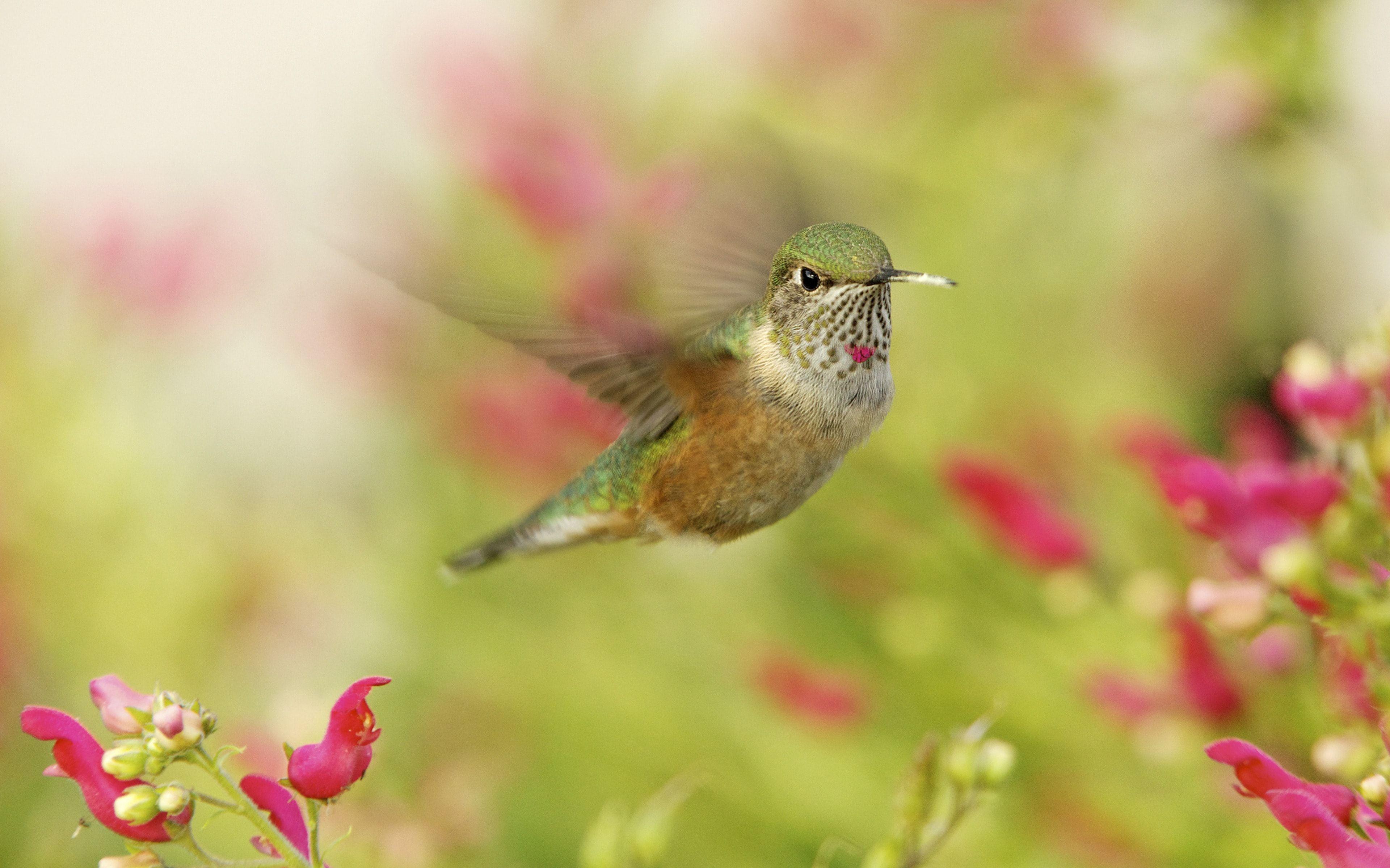 Colibri Wallpapers - Top Free Colibri Backgrounds - WallpaperAccess