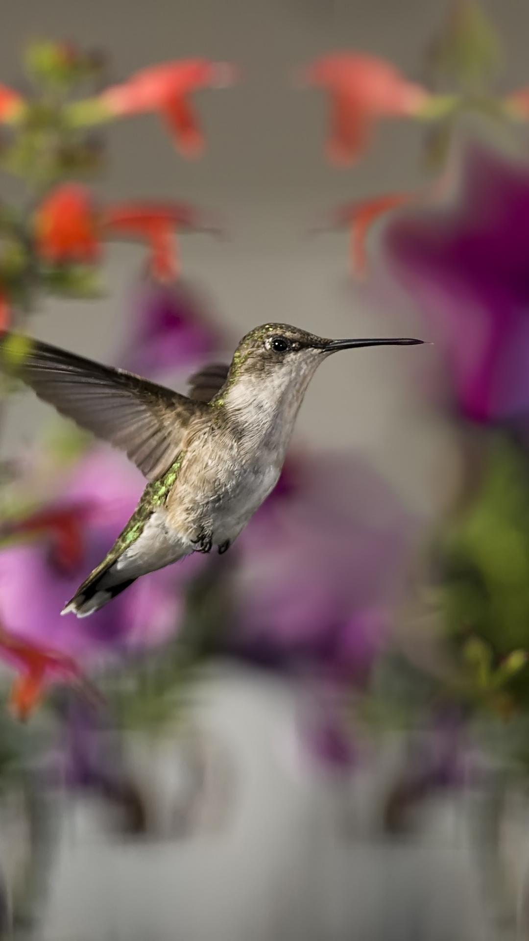 Colibri Wallpapers - Top Free Colibri Backgrounds - WallpaperAccess