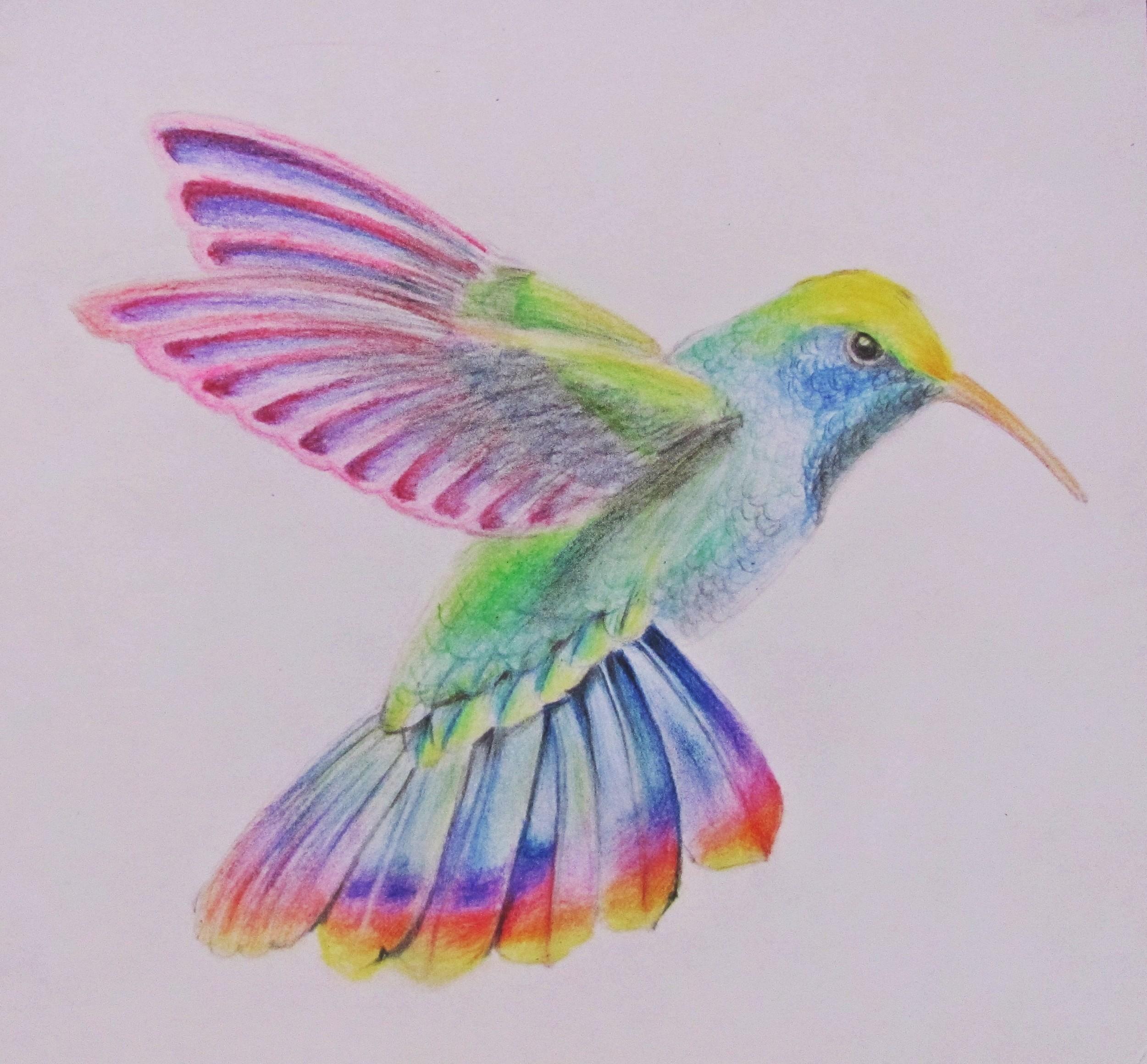 Colibri Wallpapers - Top Free Colibri Backgrounds - WallpaperAccess