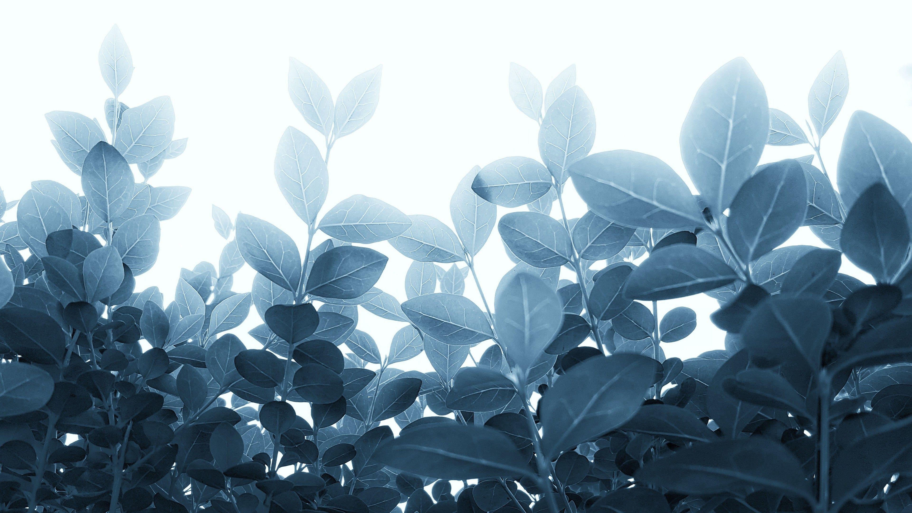 Plant 4k Wallpapers - Top Free Plant 4k Backgrounds - WallpaperAccess