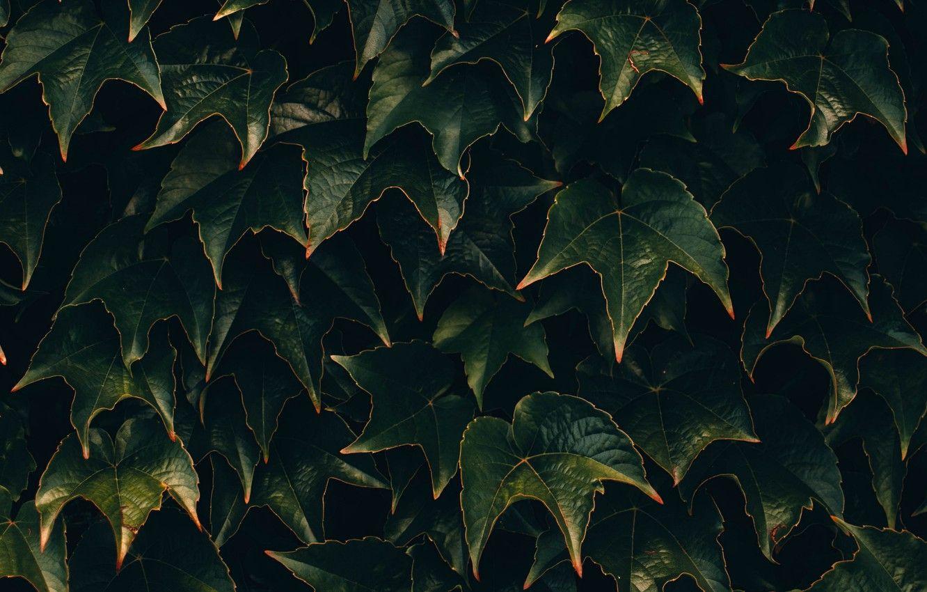 Plant 4k Wallpapers - Top Free Plant 4k Backgrounds - WallpaperAccess
