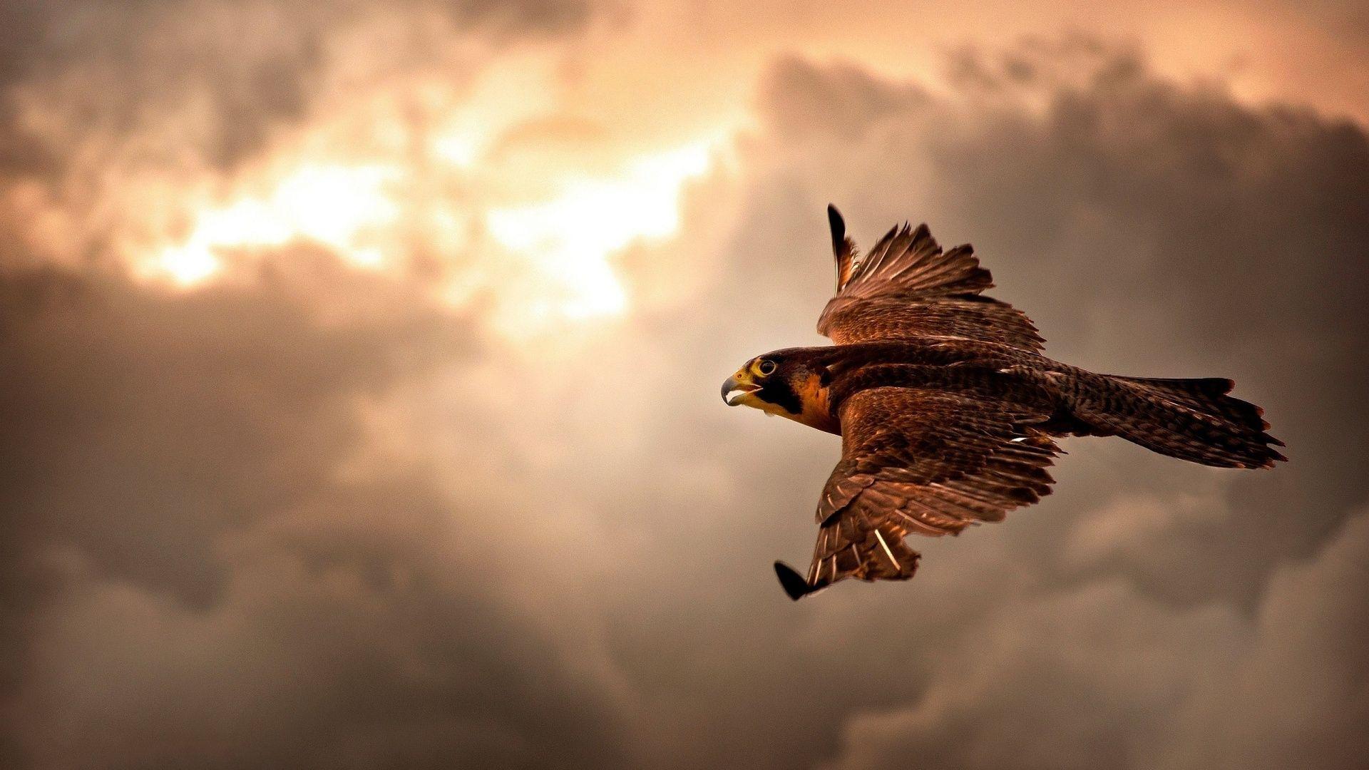 Falcon Wallpapers - Top Free Falcon Backgrounds - WallpaperAccess