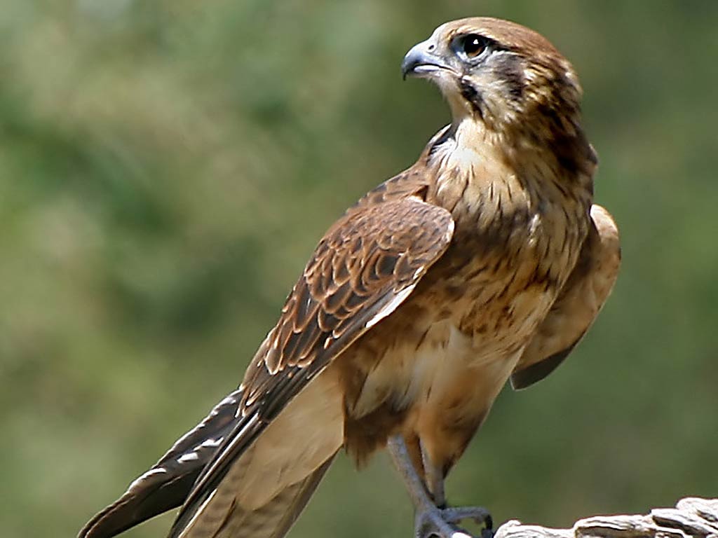 Falcon Wallpapers - Top Free Falcon Backgrounds - WallpaperAccess