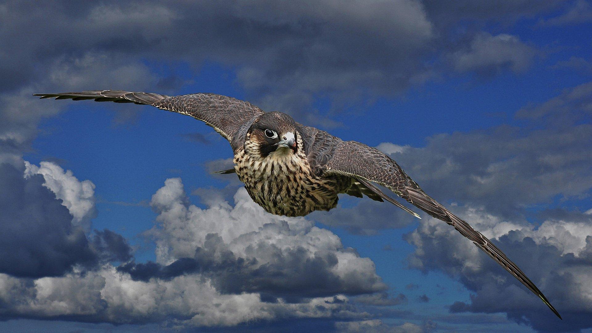 Falcon Wallpapers - Top Free Falcon Backgrounds - WallpaperAccess