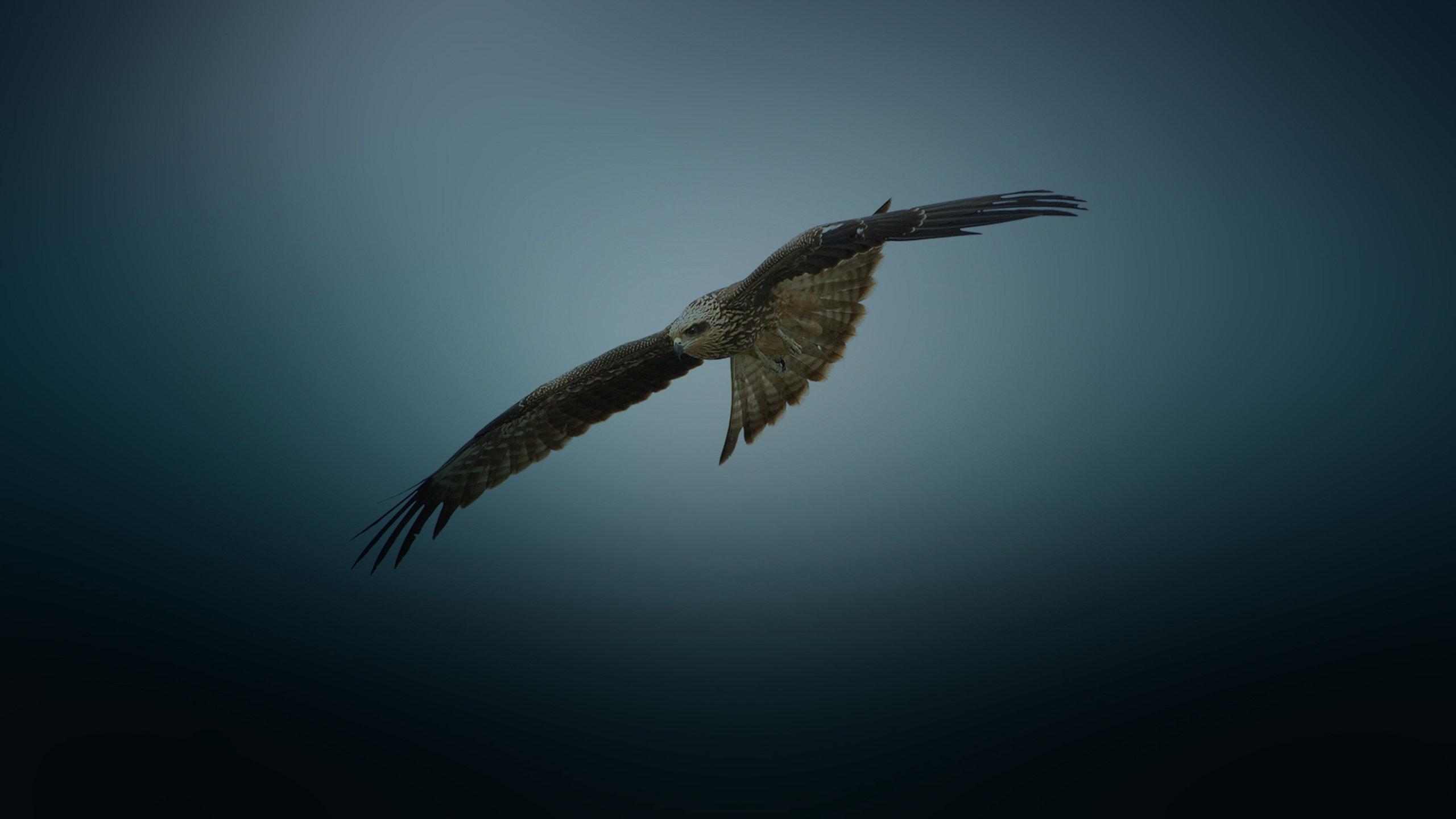 Falcon Wallpapers - Top Free Falcon Backgrounds - WallpaperAccess