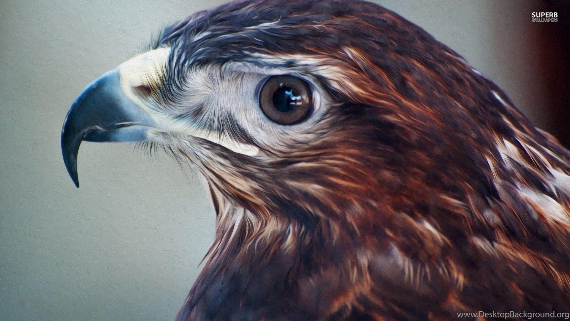 Falcon Wallpapers - Top Free Falcon Backgrounds - WallpaperAccess