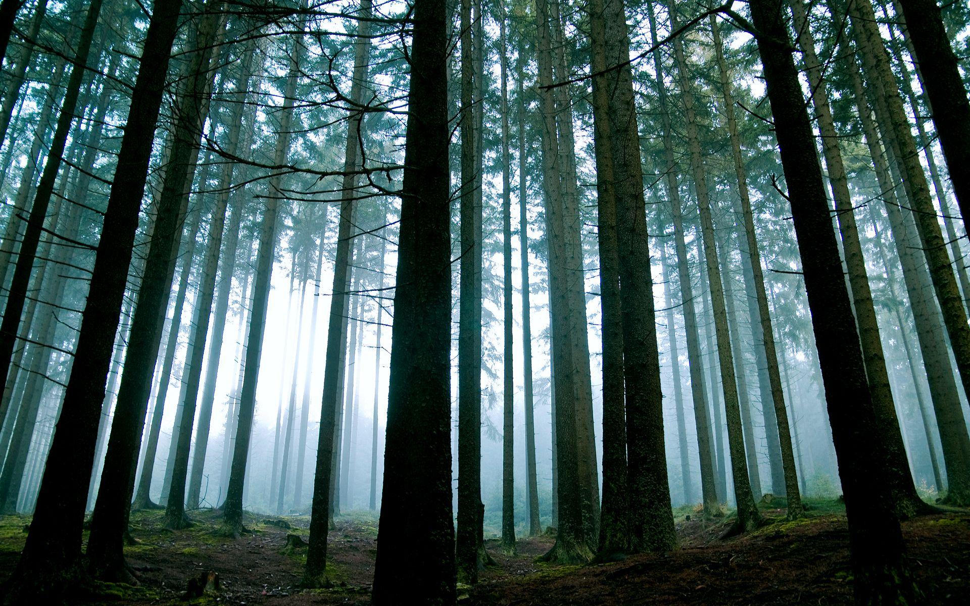Forest Computer Wallpapers - Top Free Forest Computer Backgrounds ...