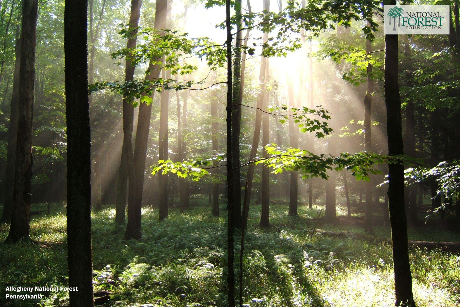 Forest Computer Wallpapers - Top Free Forest Computer Backgrounds ...