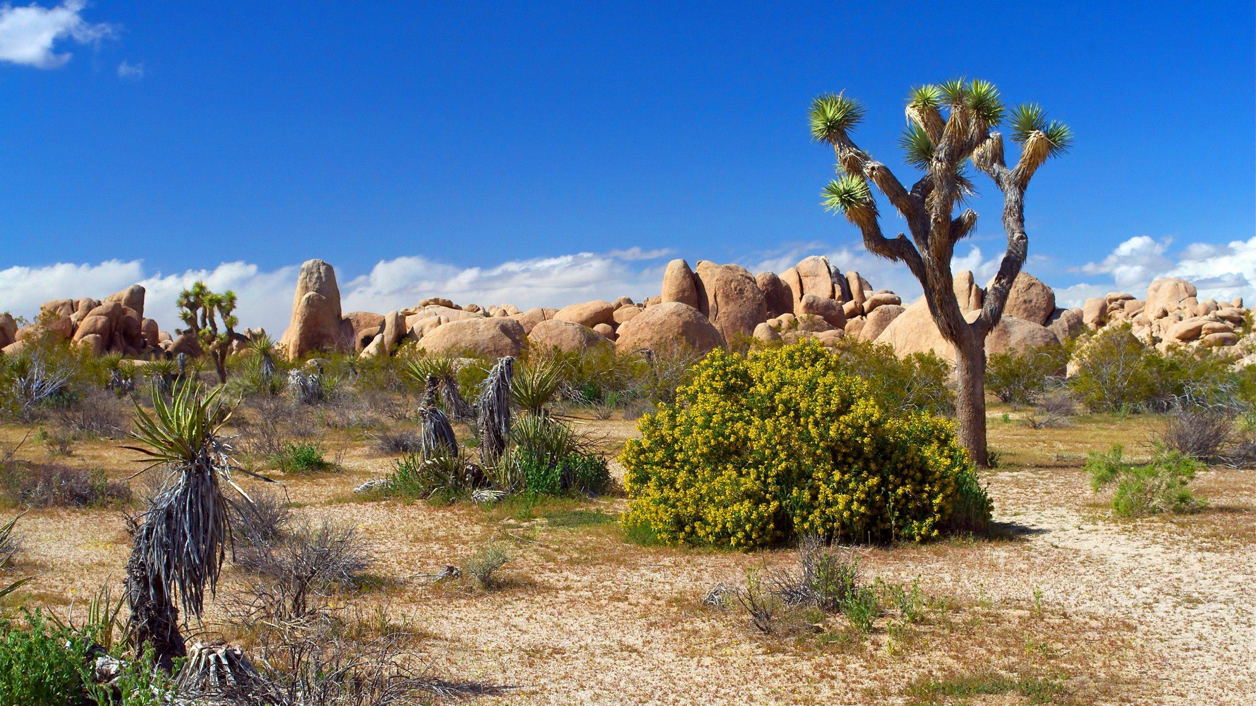 Desert Computer Wallpapers - Top Free Desert Computer Backgrounds ...