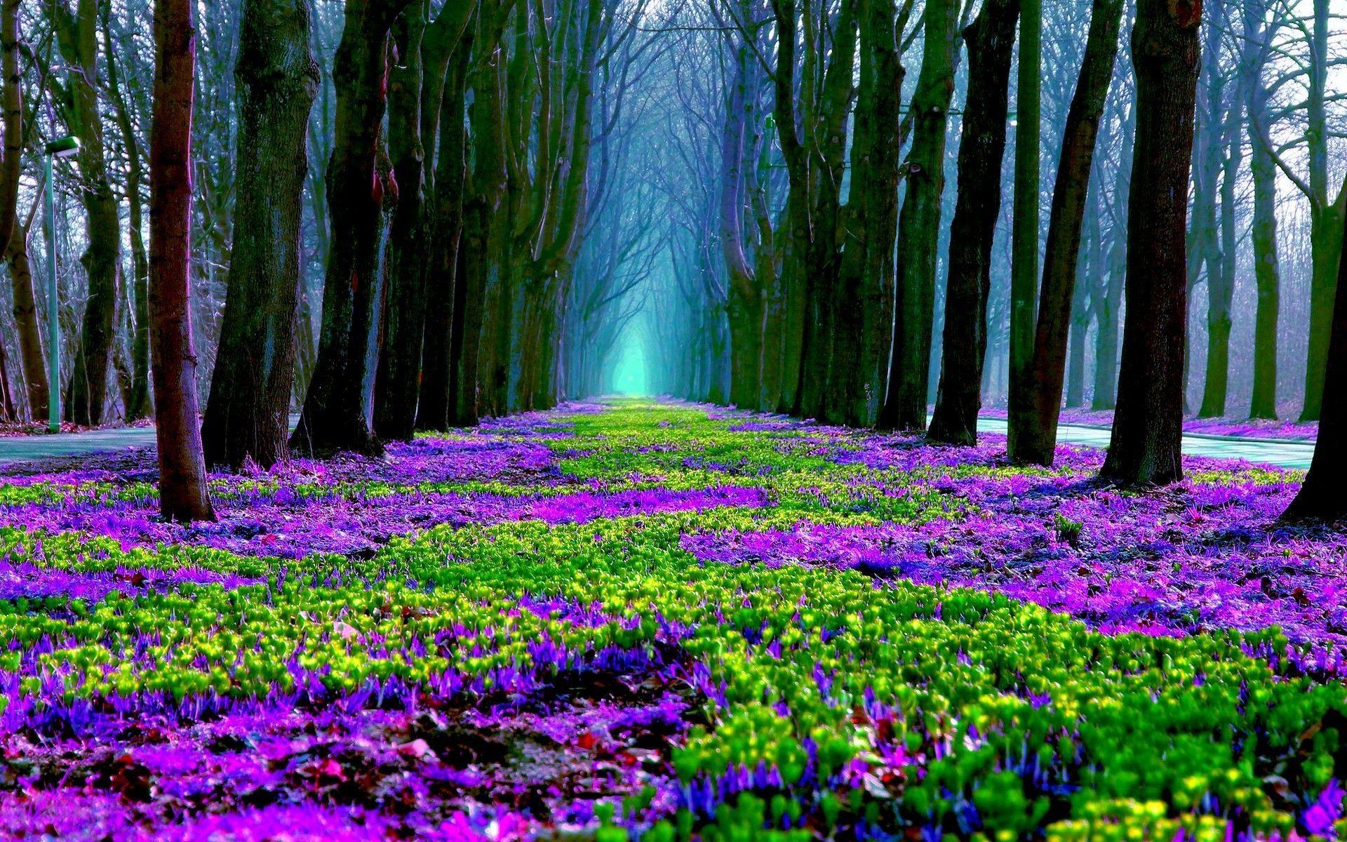 Forest Computer Wallpapers - Top Free Forest Computer Backgrounds ...