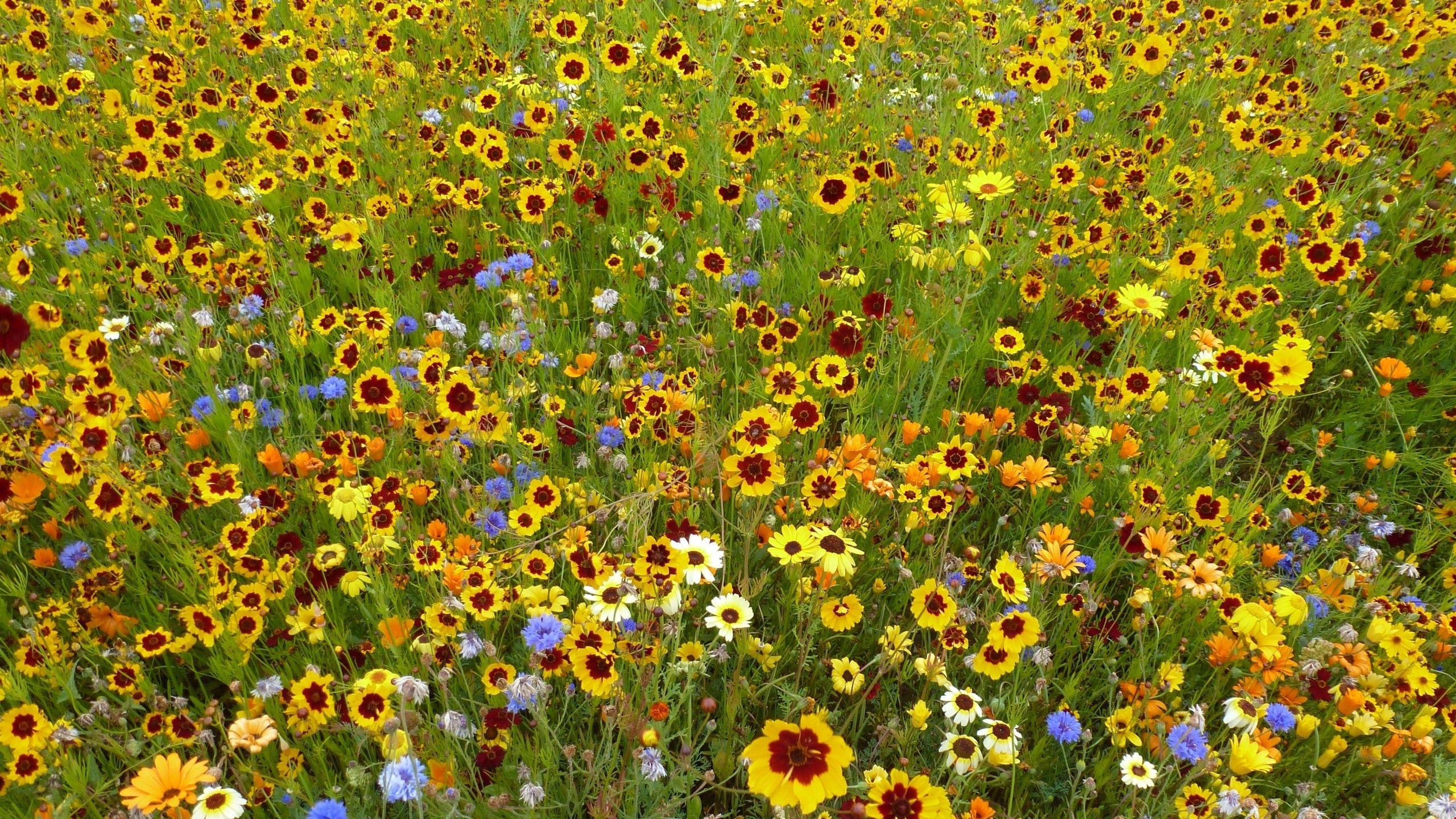 Wildflower Desktop Wallpapers - Top Free Wildflower Desktop Backgrounds ...