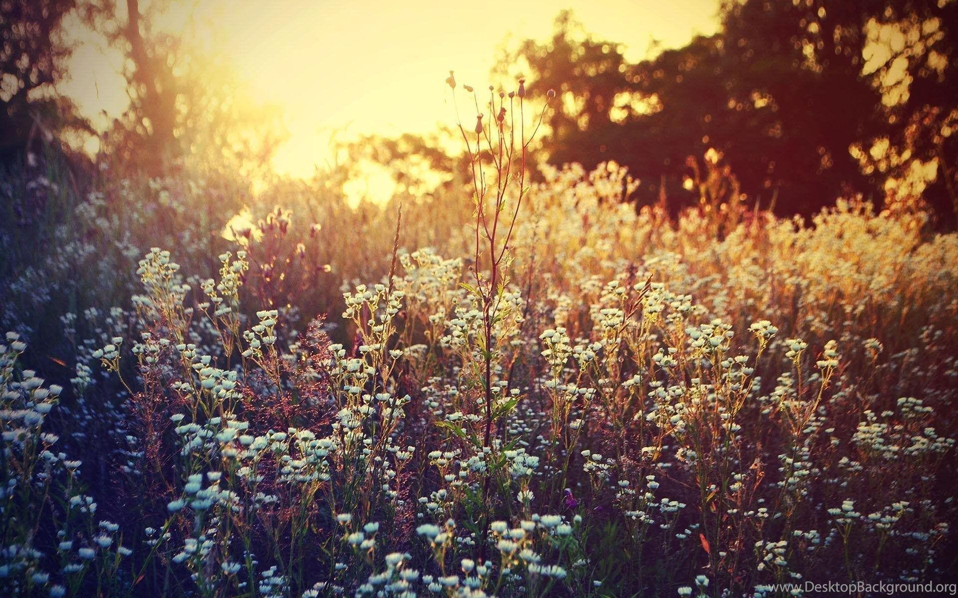 Wildflower Desktop Wallpapers - Top Free Wildflower Desktop Backgrounds ...